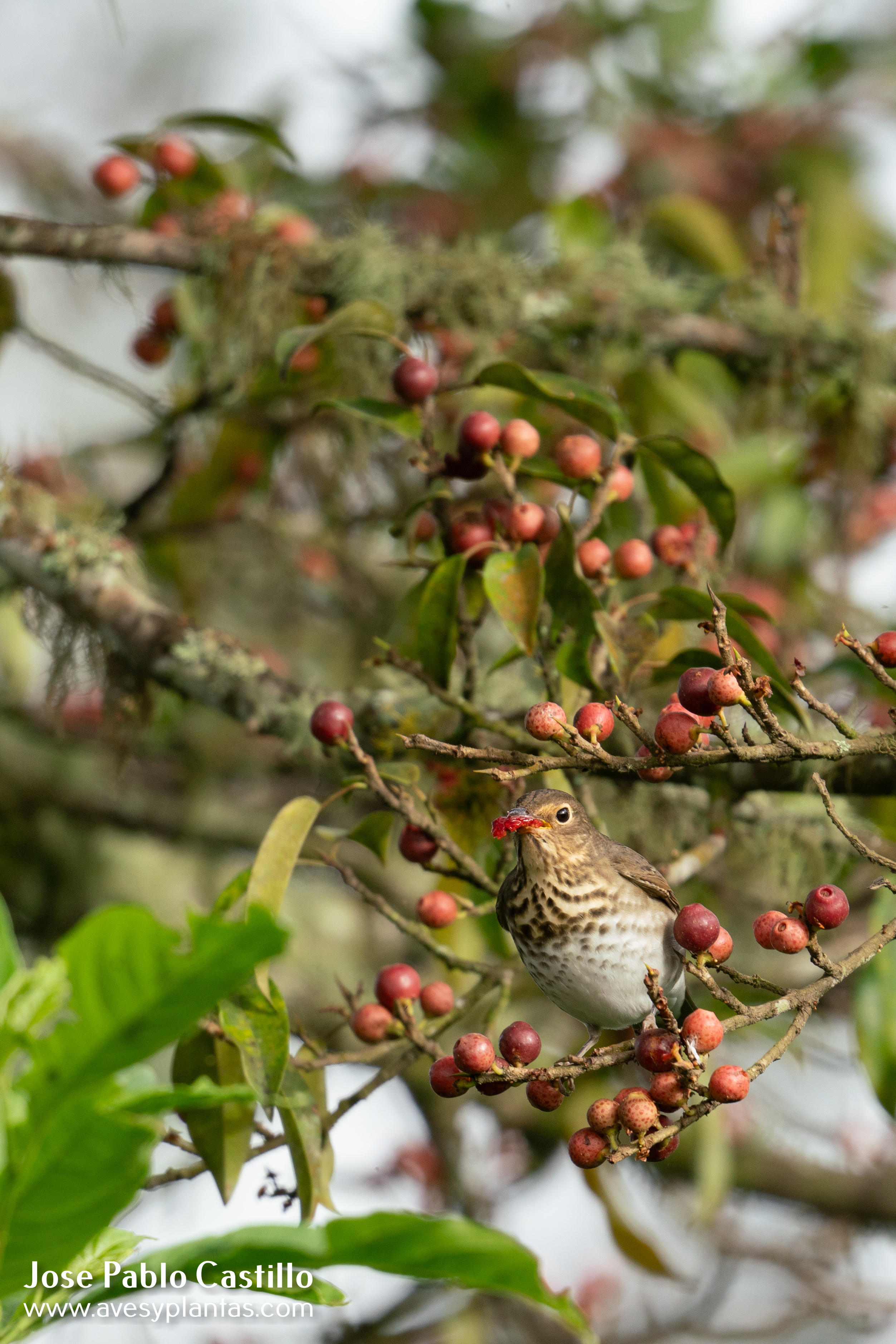 Ficus pertusa – Aves y Plantas Costa Rica