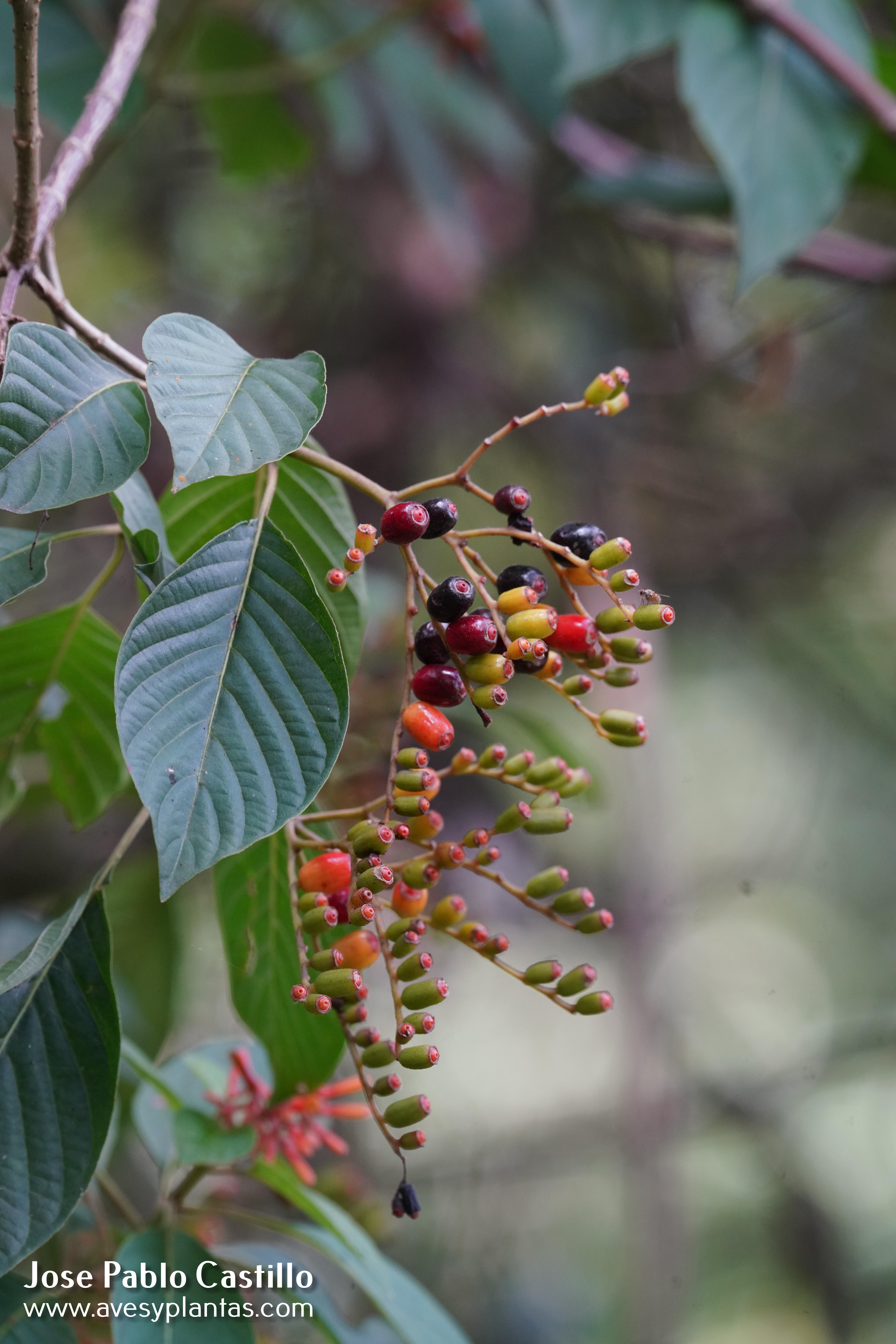 Hamelia patens – Aves y Plantas Costa Rica