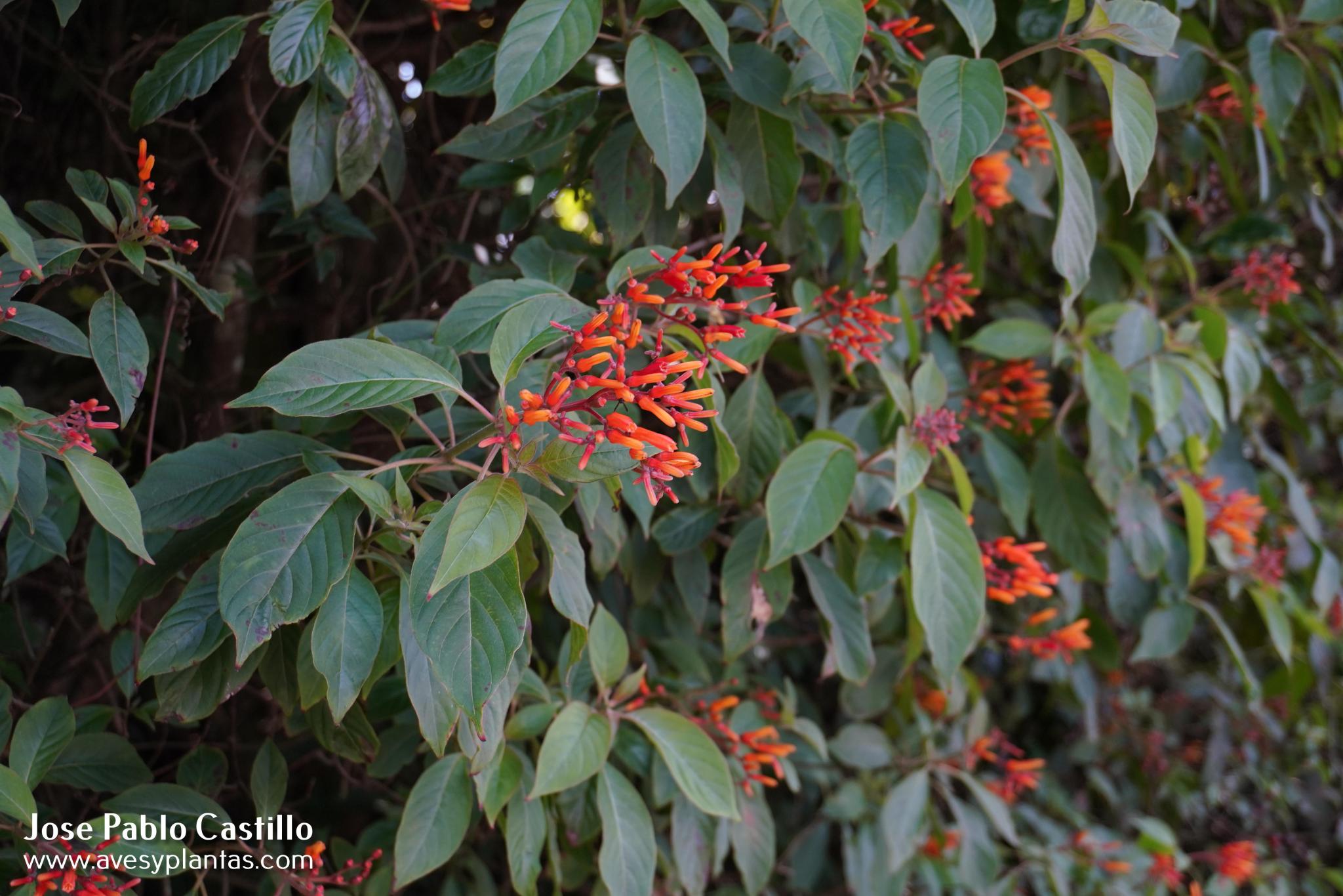 Hamelia patens – Aves y Plantas Costa Rica