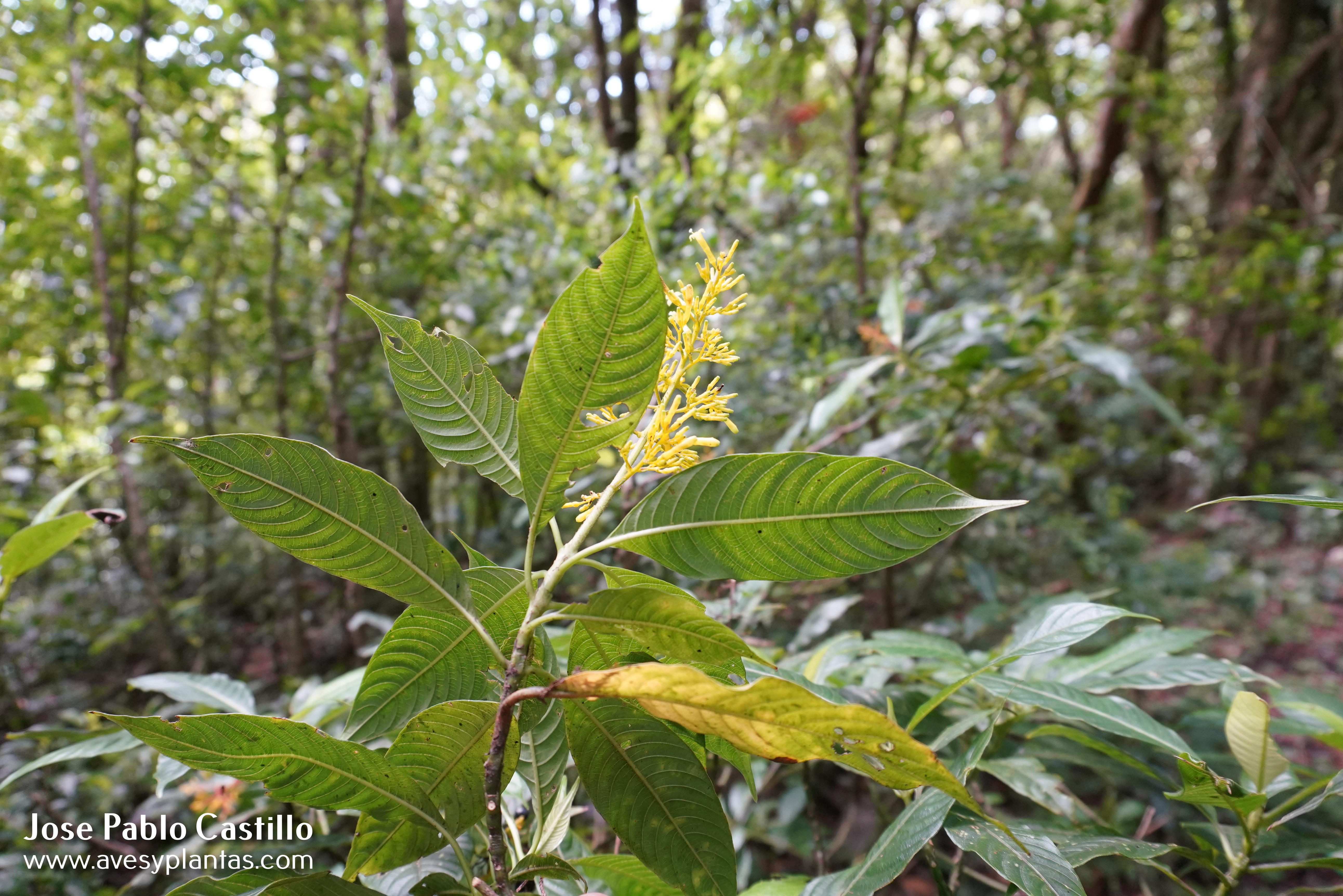 Palicourea lasiorrhachis – Aves y Plantas Costa Rica
