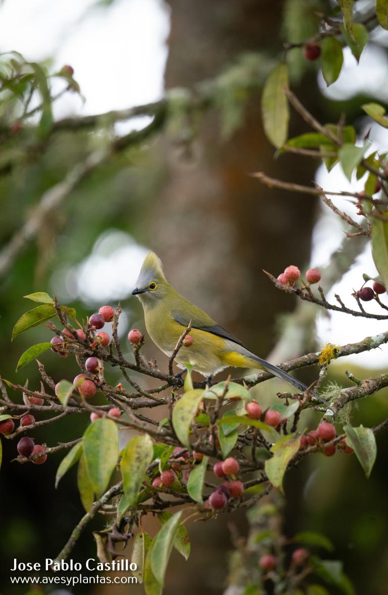 Ficus pertusa – Aves y Plantas Costa Rica