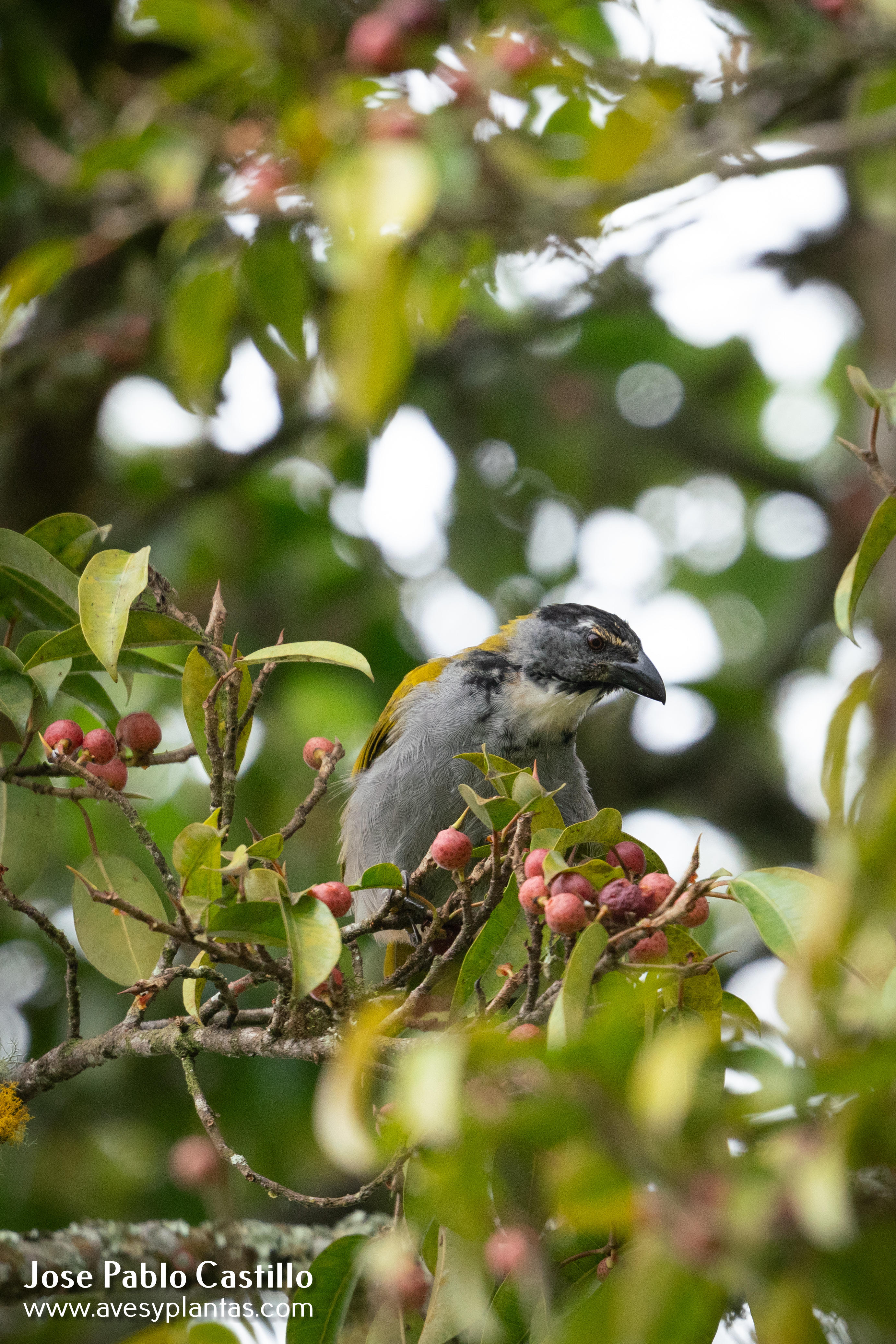 Ficus pertusa – Aves y Plantas Costa Rica