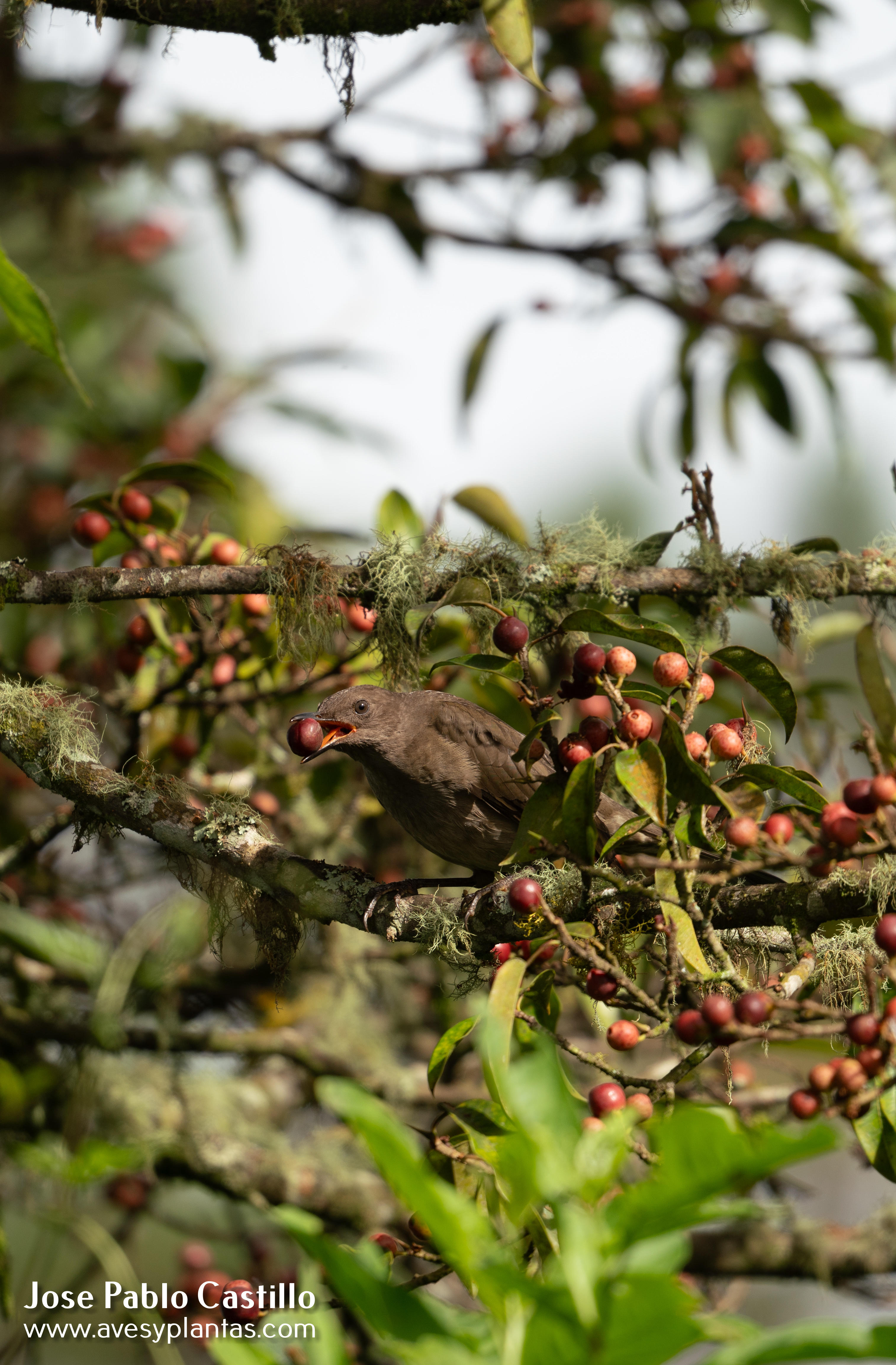 Ficus pertusa – Aves y Plantas Costa Rica