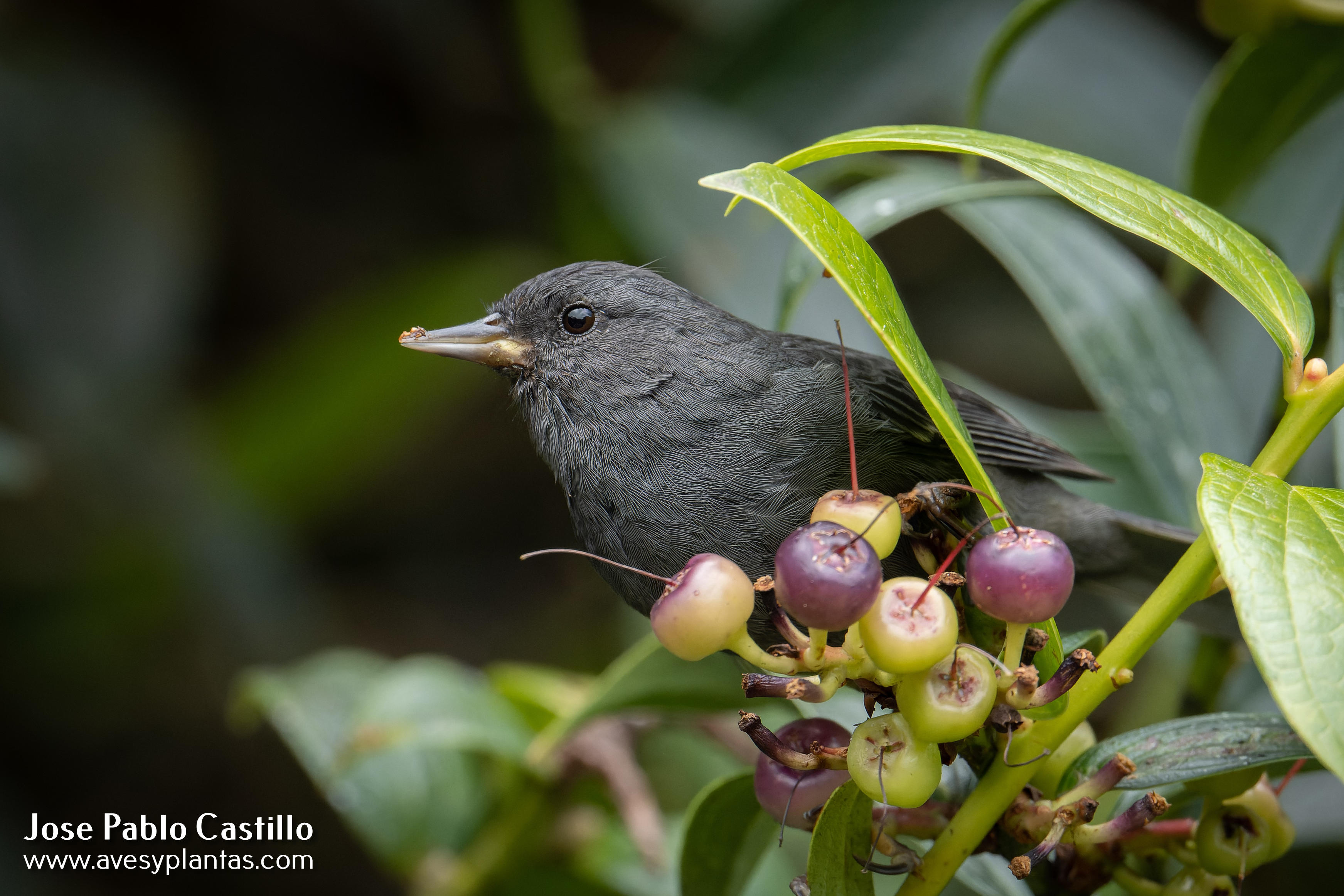 Cavendishia bracteata – Aves y Plantas Costa Rica