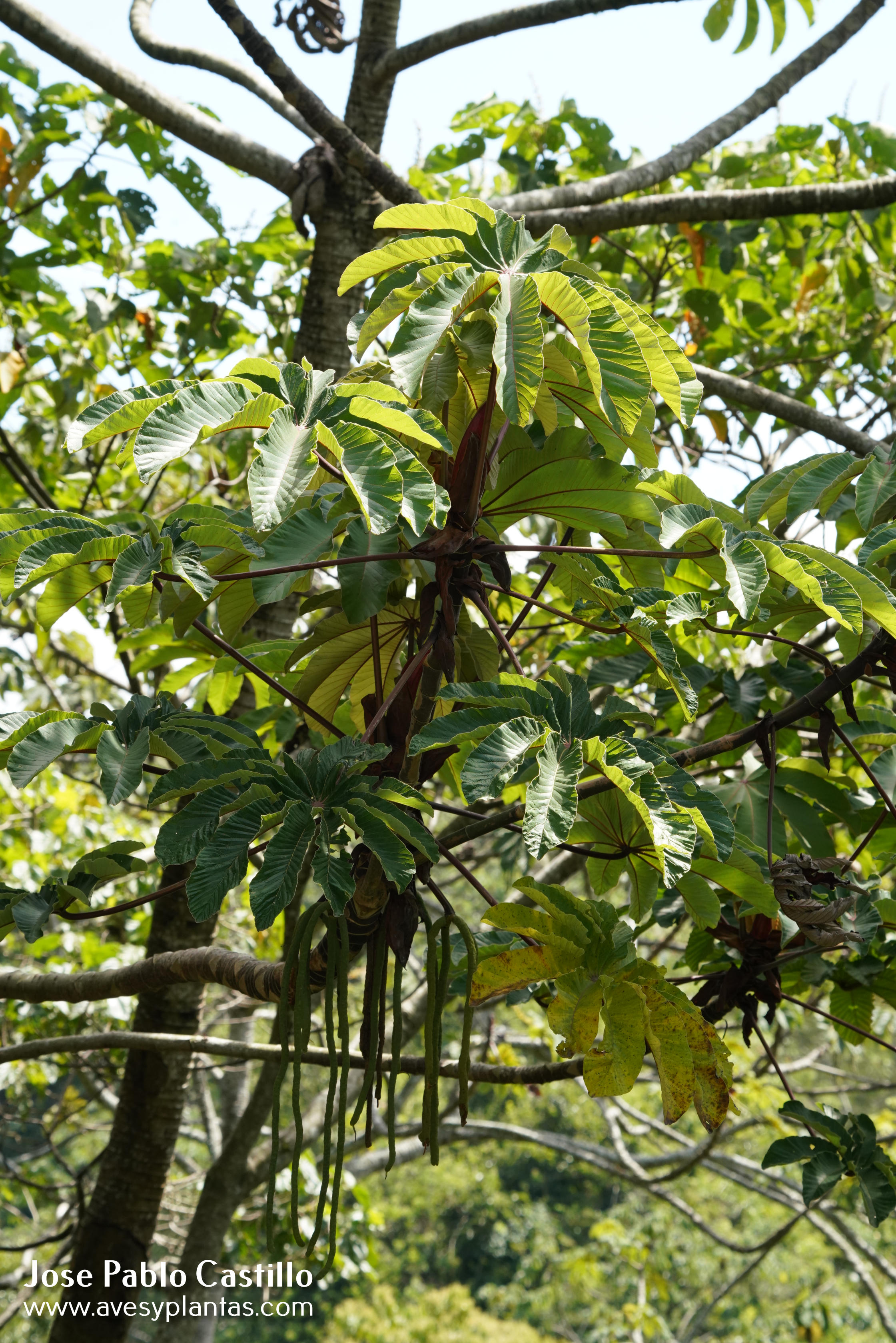 Cecropia obtusifolia – Aves y Plantas Costa Rica