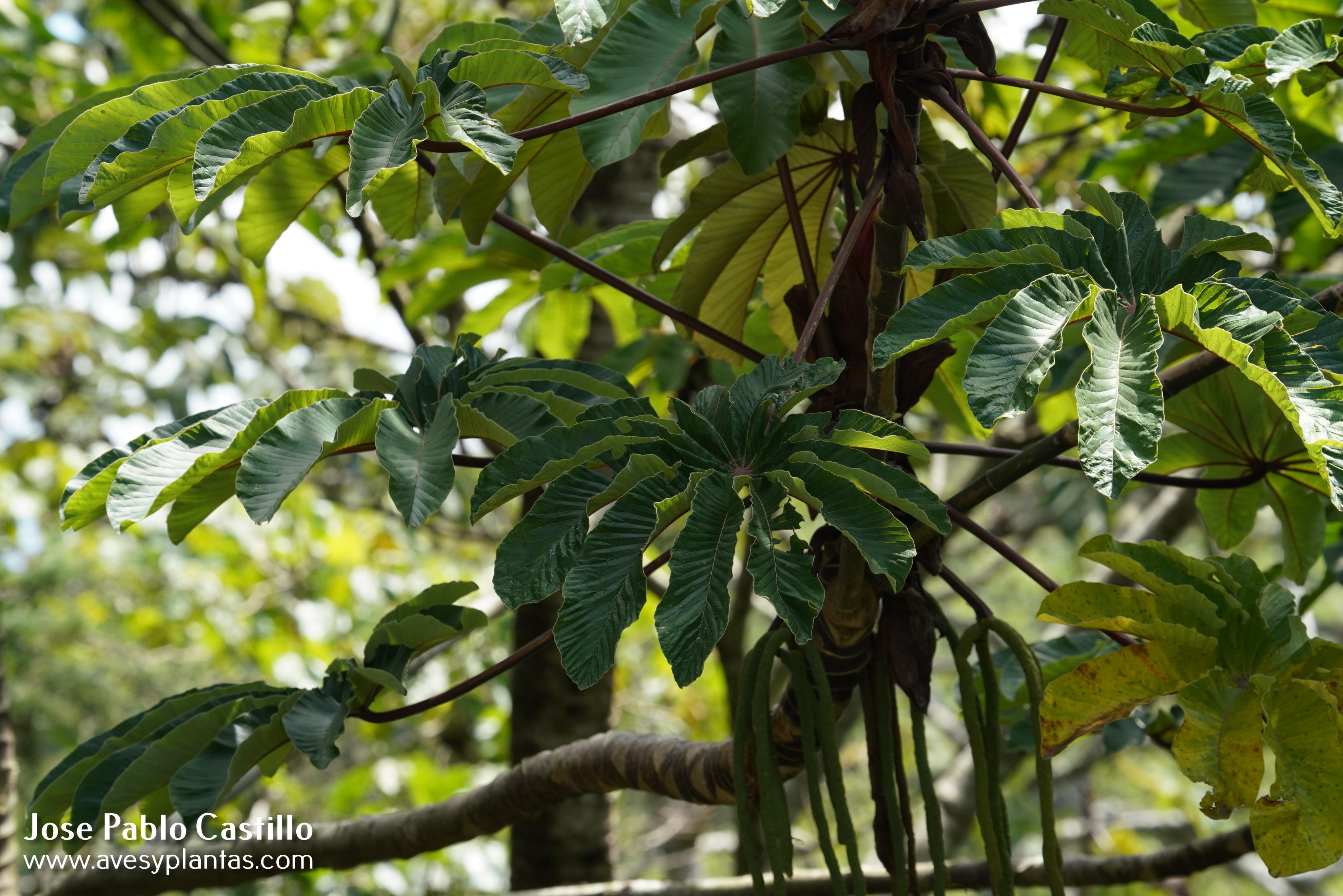 Catálogo de Especies – Aves y Plantas Costa Rica