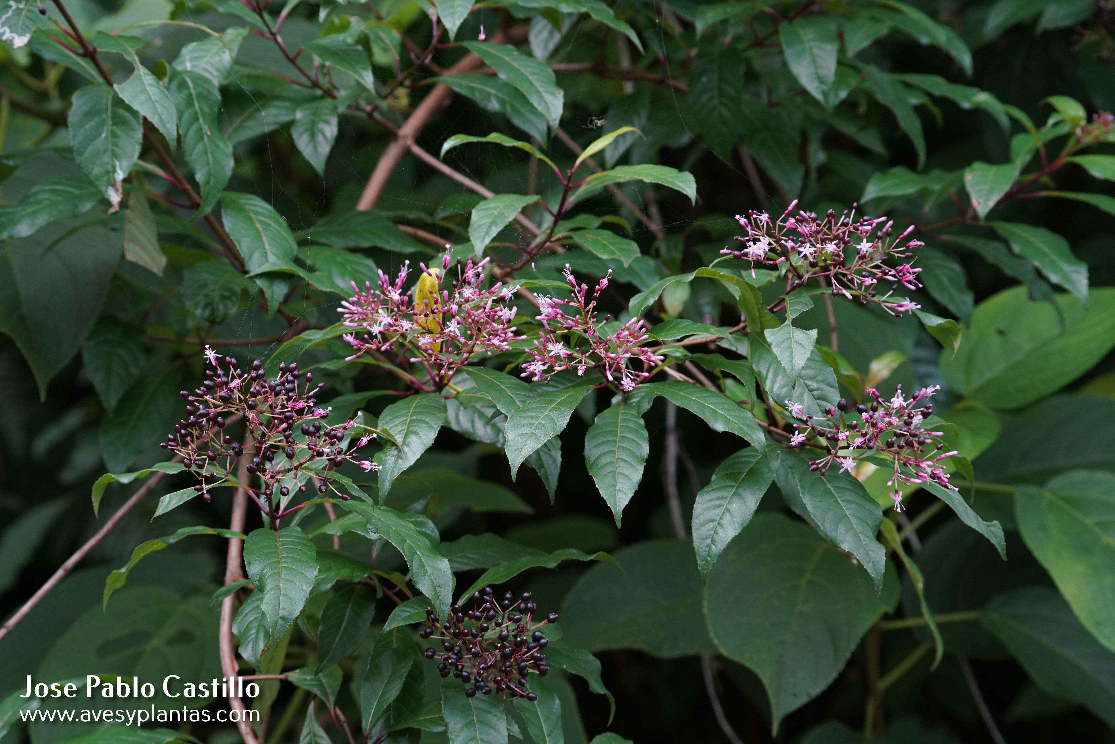 Fuchsia paniculata – Aves y Plantas Costa Rica