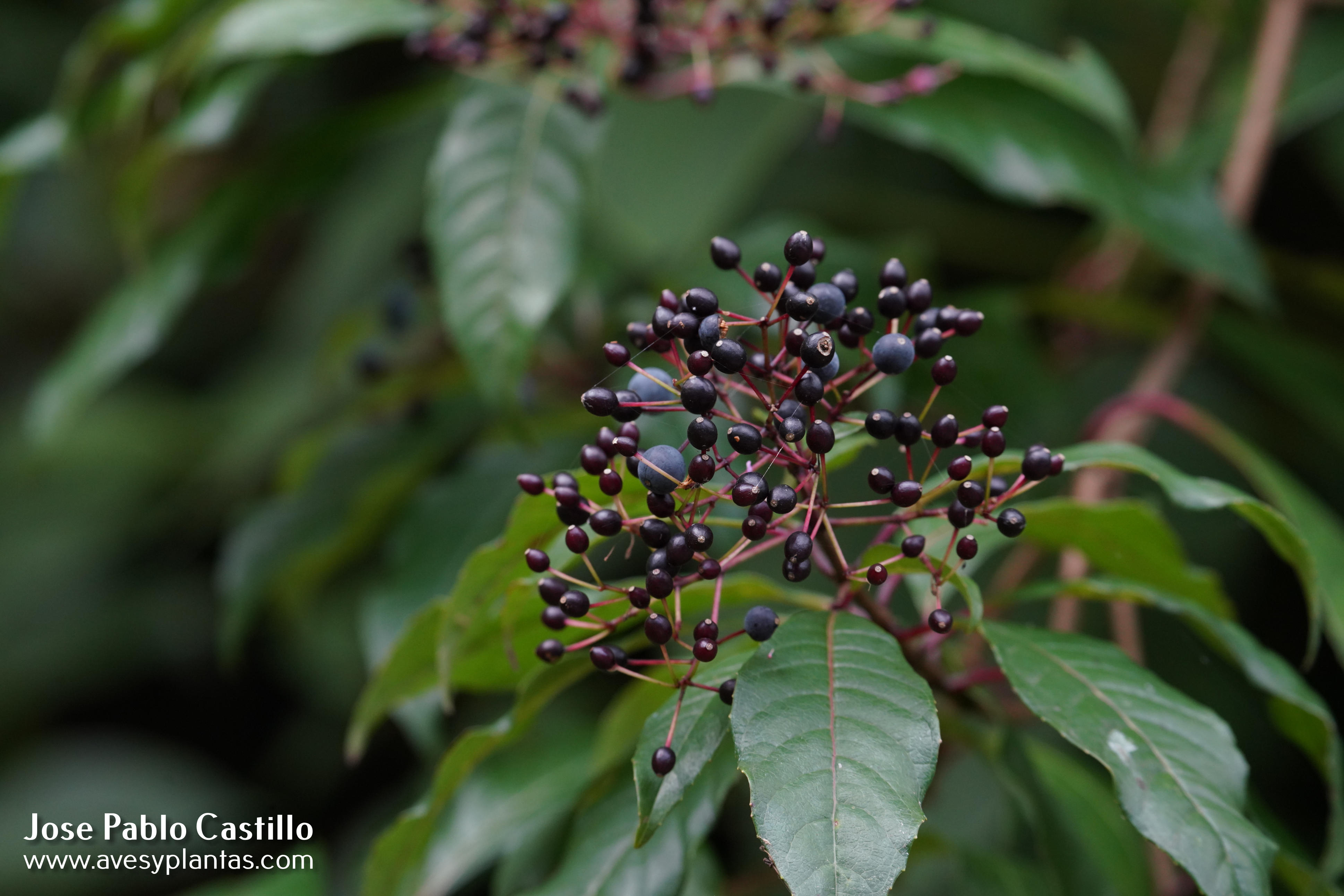 Fuchsia paniculata – Aves y Plantas Costa Rica