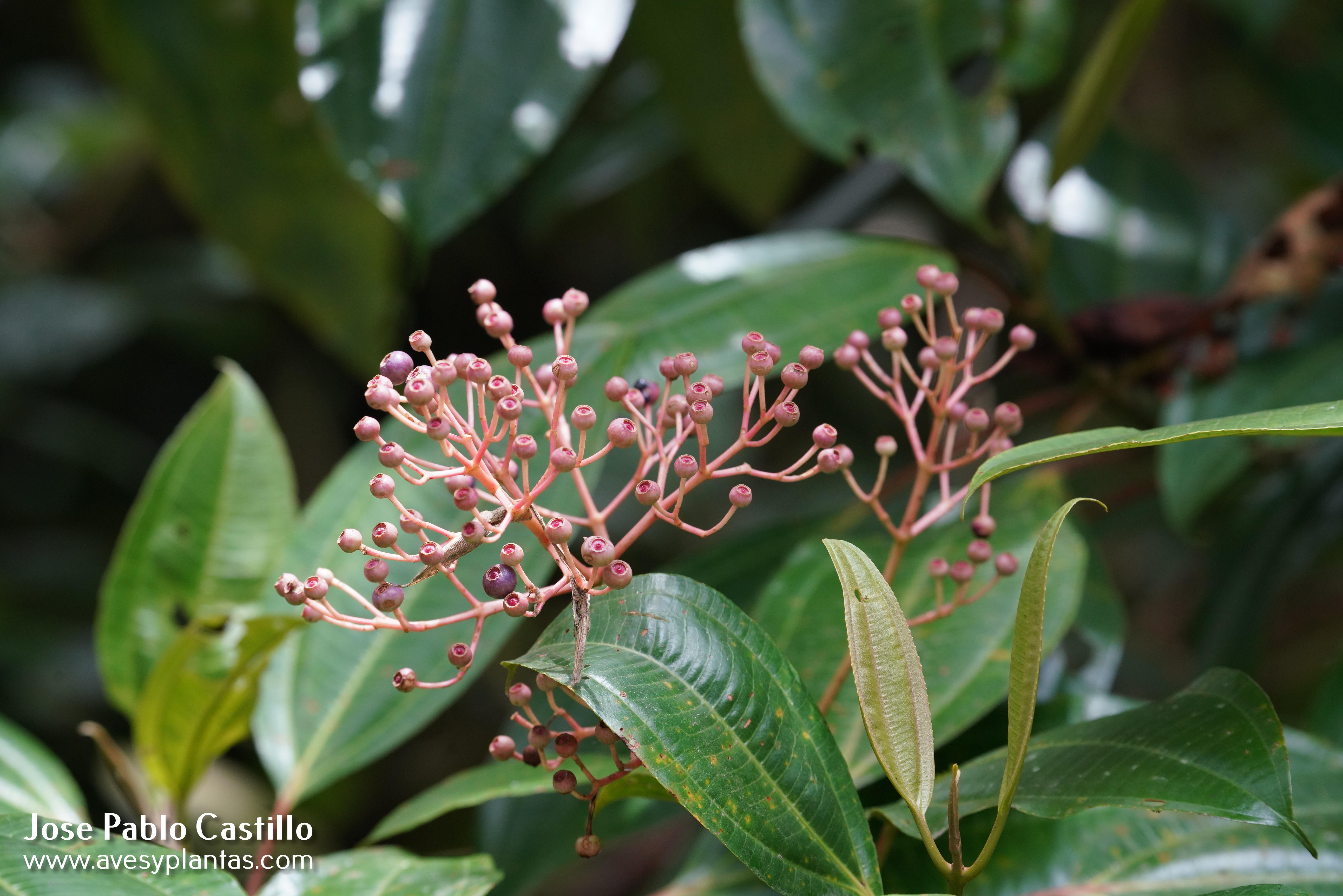 Miconia rhodopetala – Aves y Plantas Costa Rica