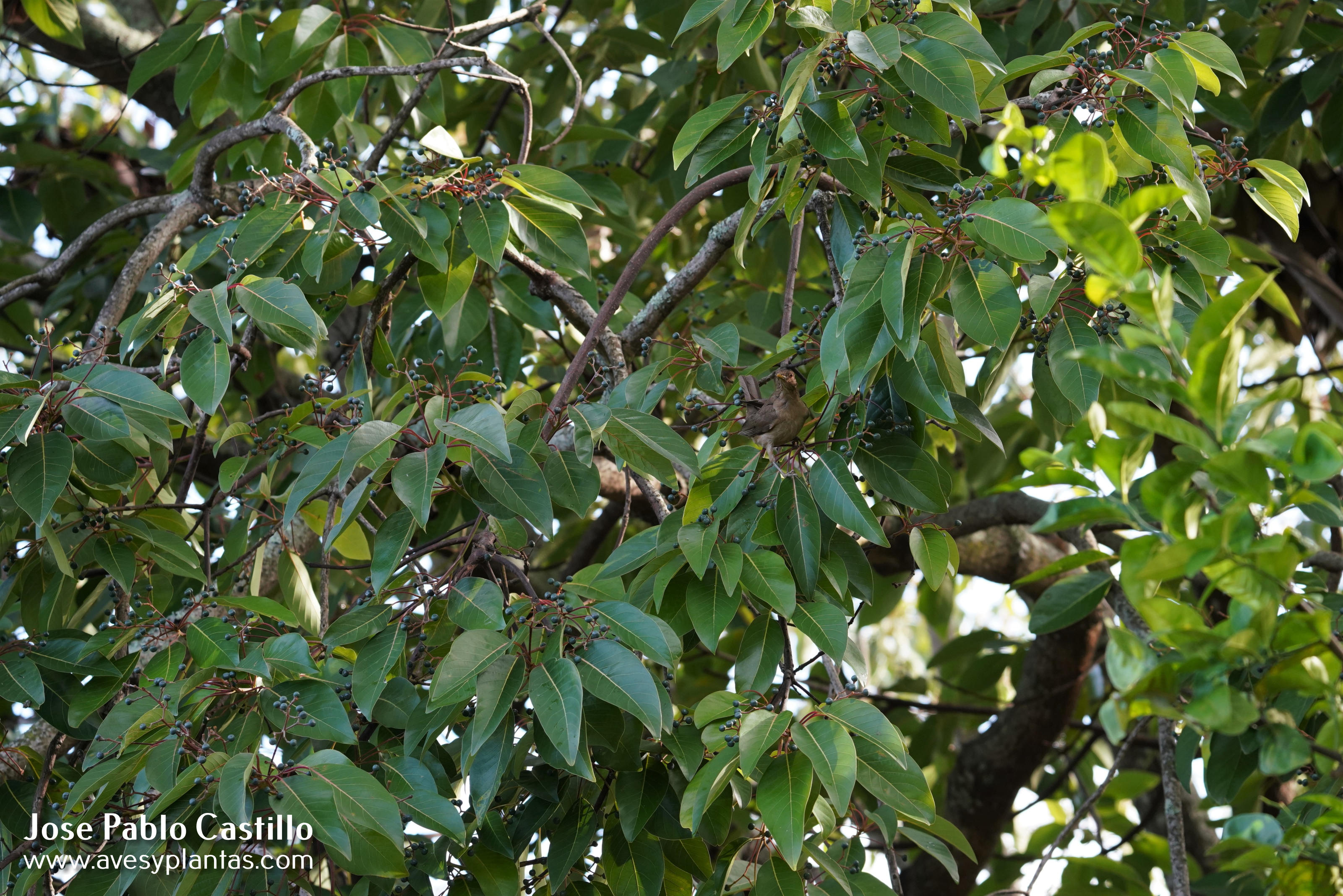 Persea caerulea – Aves y Plantas Costa Rica