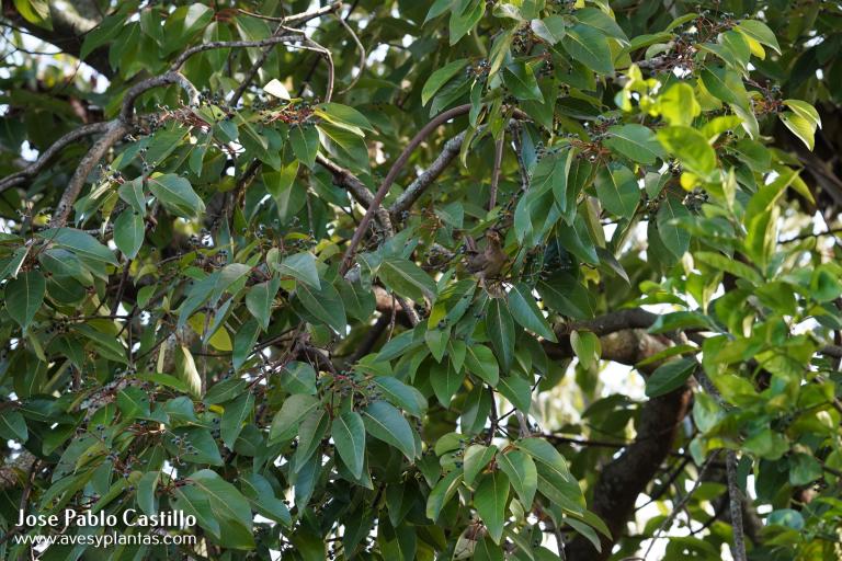 Persea caerulea – Aves y Plantas Costa Rica
