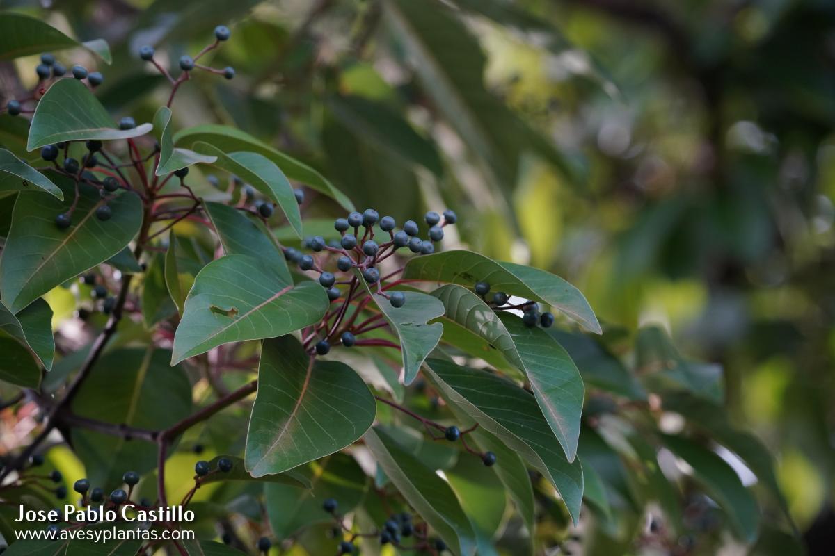 Persea caerulea – Aves y Plantas Costa Rica