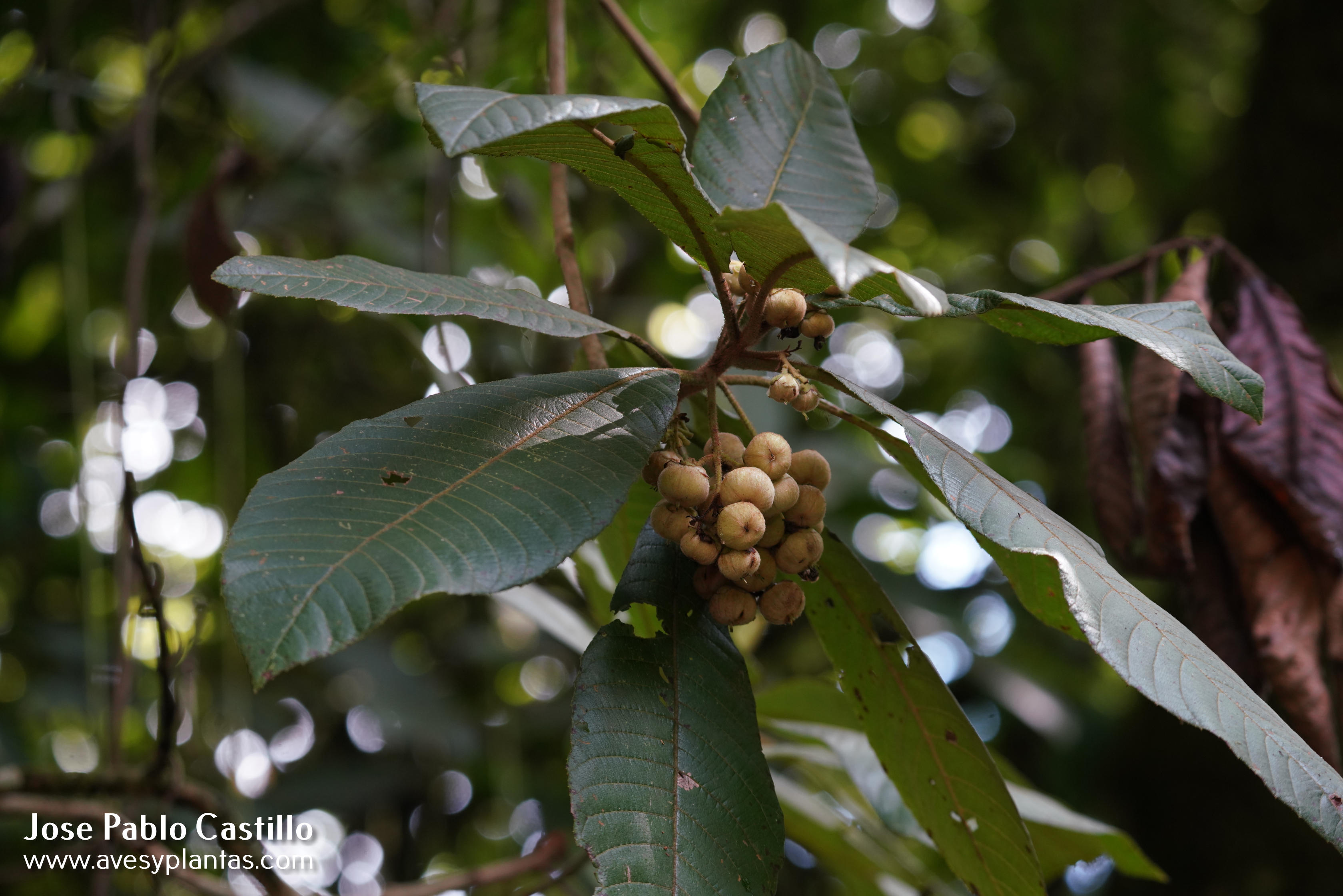 Saurauia montana – Aves y Plantas Costa Rica