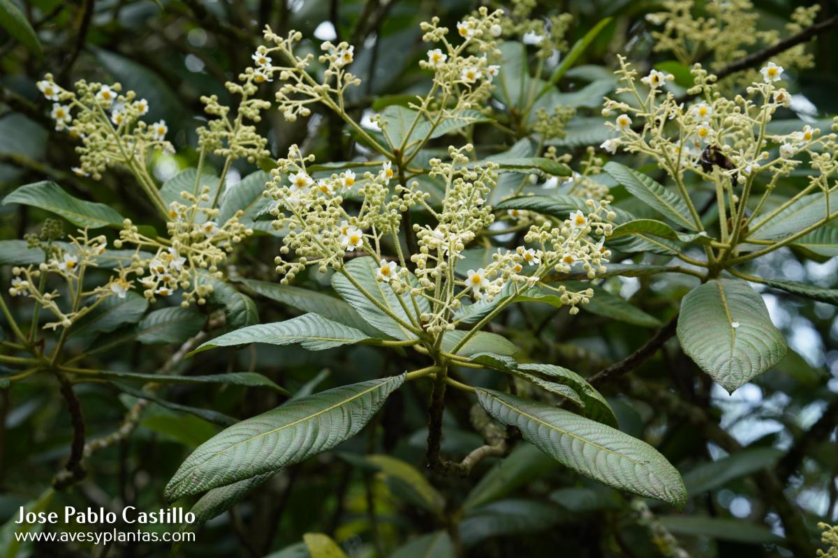 Saurauia montana – Aves y Plantas Costa Rica