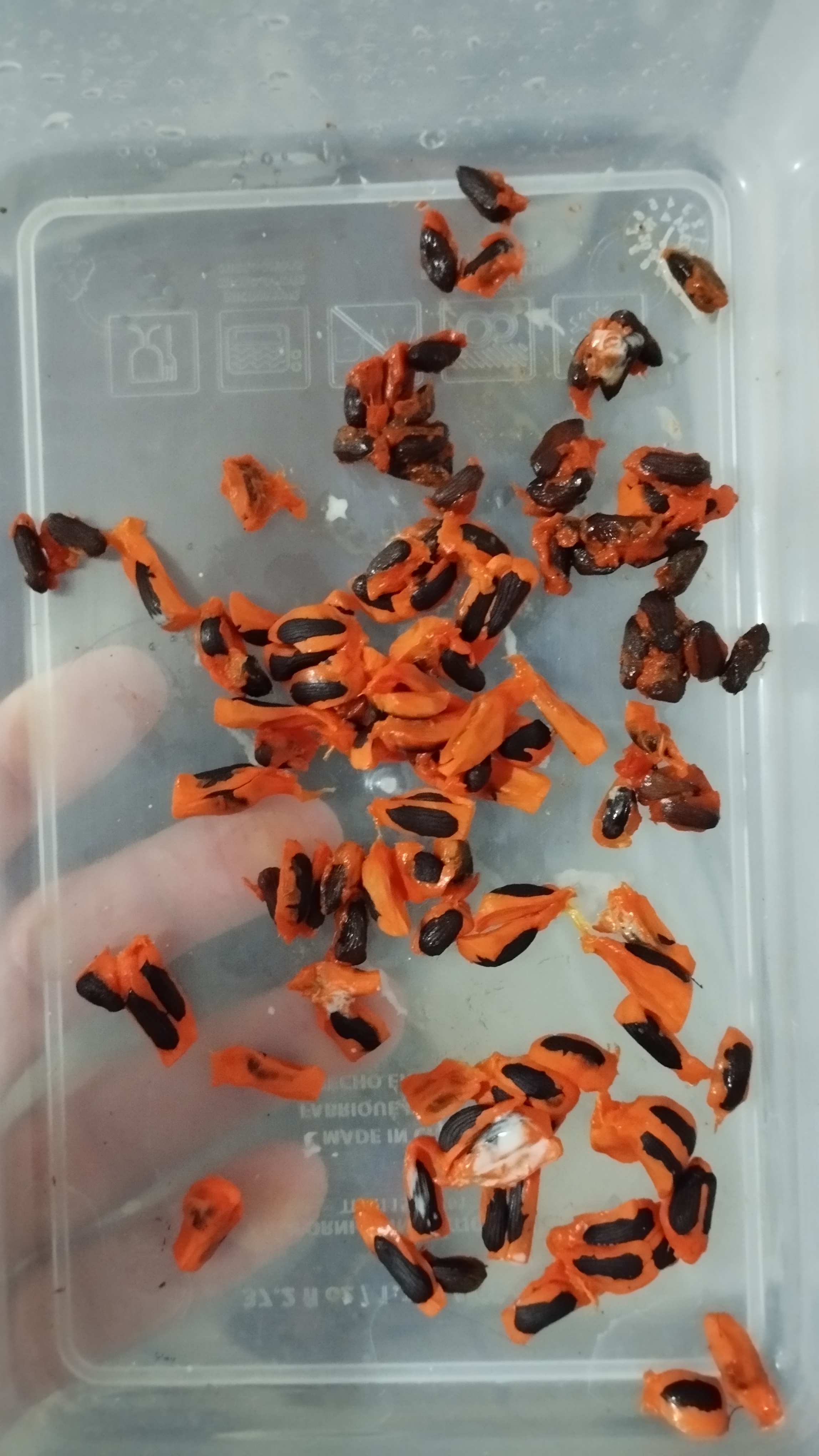 Tabernaemontana litoralis – Aves y Plantas Costa Rica