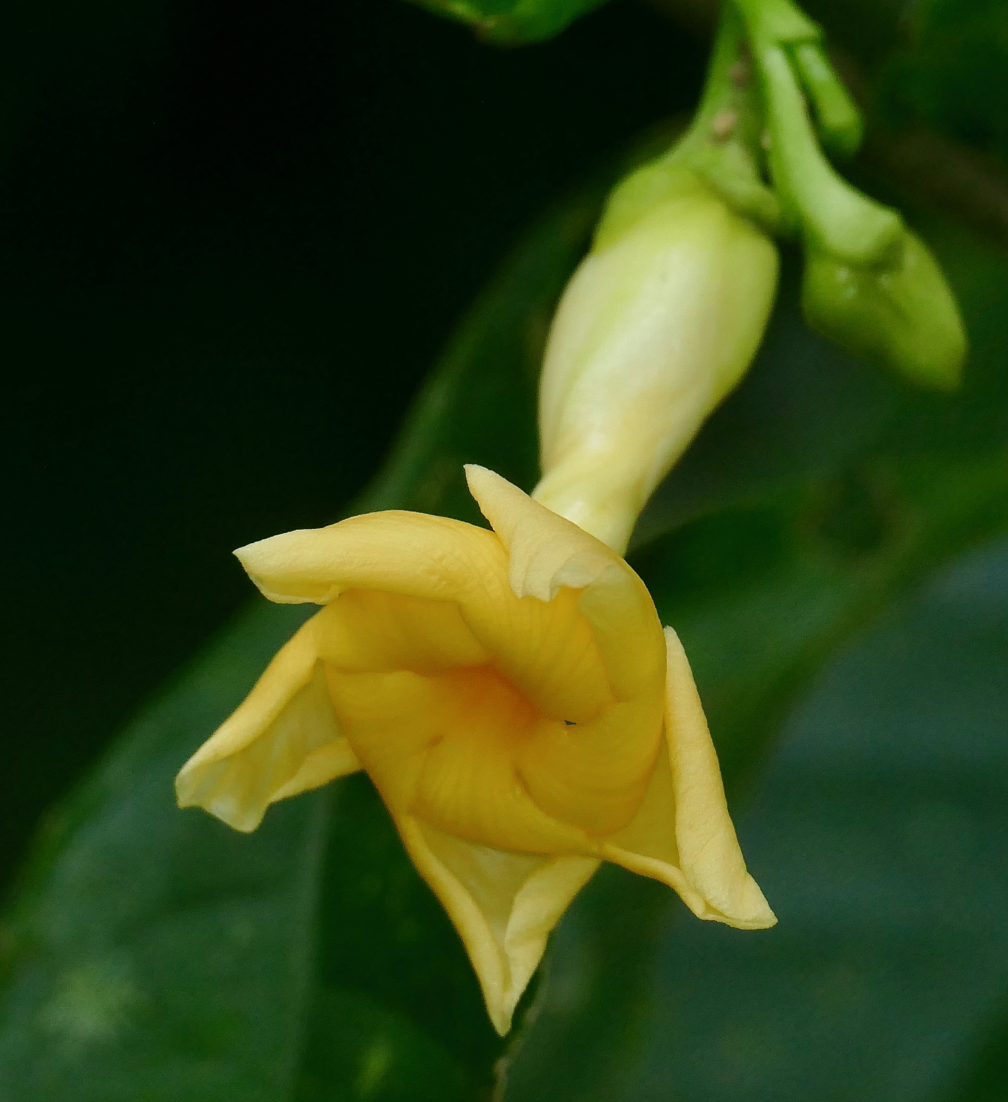 Tabernaemontana donnell-smithii – Aves y Plantas Costa Rica