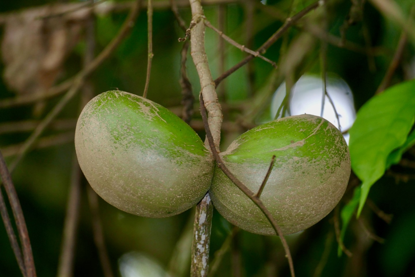 Tabernaemontana donnell-smithii – Aves y Plantas Costa Rica