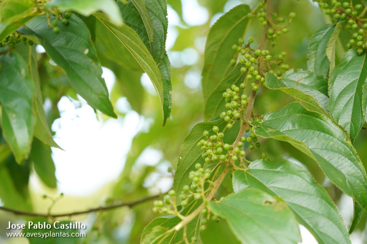 Trema micranthum – Aves y Plantas Costa Rica