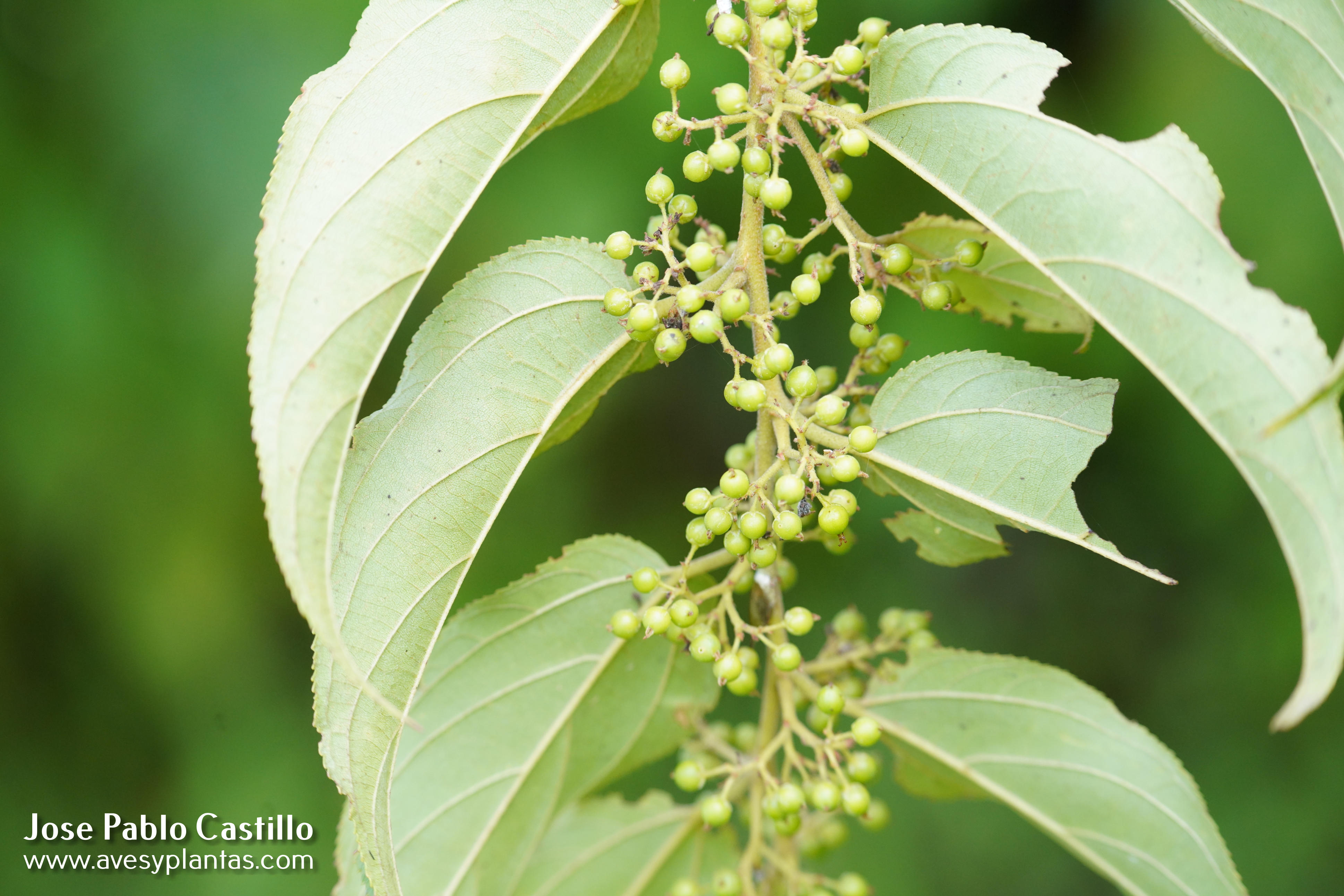 Trema micranthum – Aves y Plantas Costa Rica