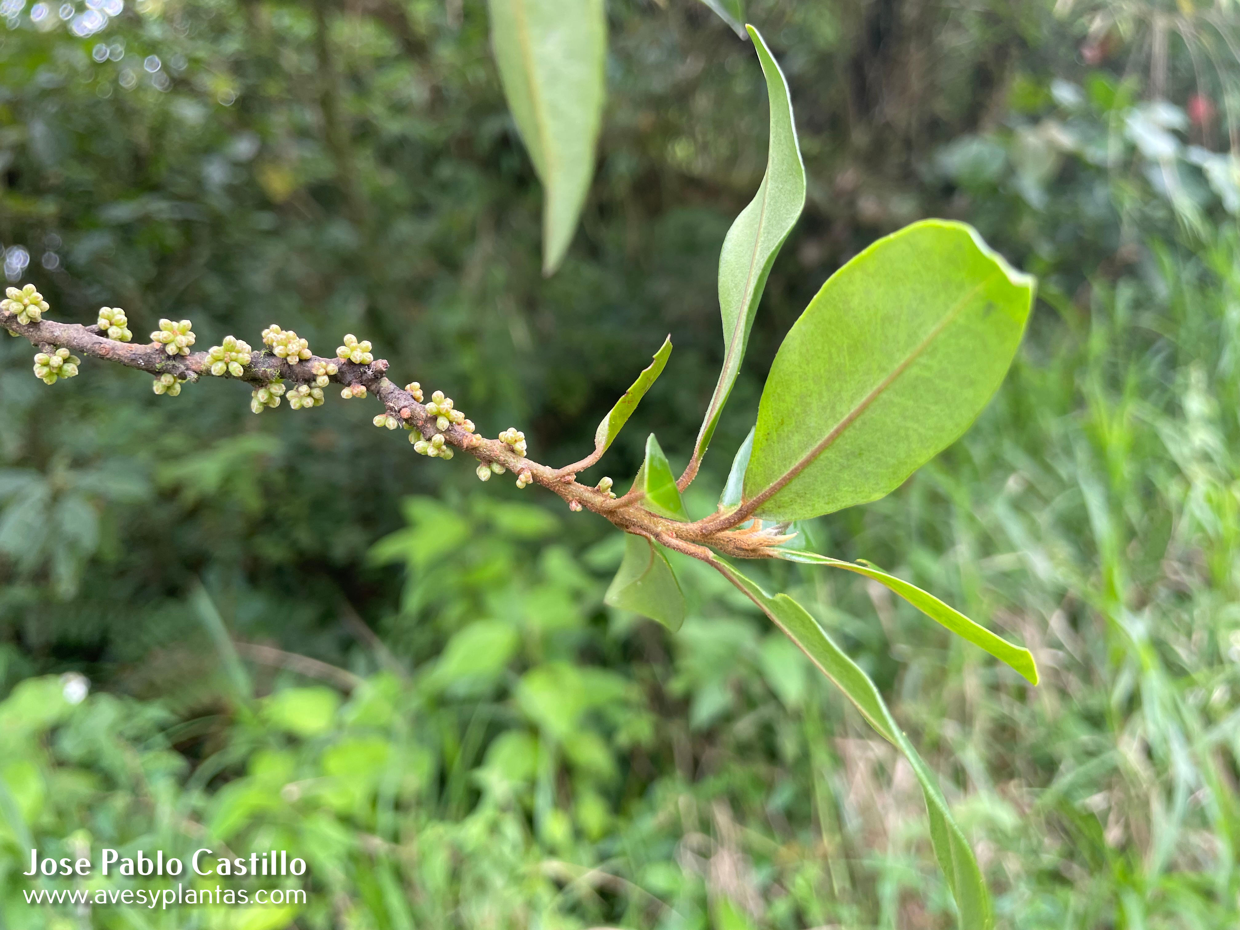 Myrsine coriacea – Aves y Plantas Costa Rica