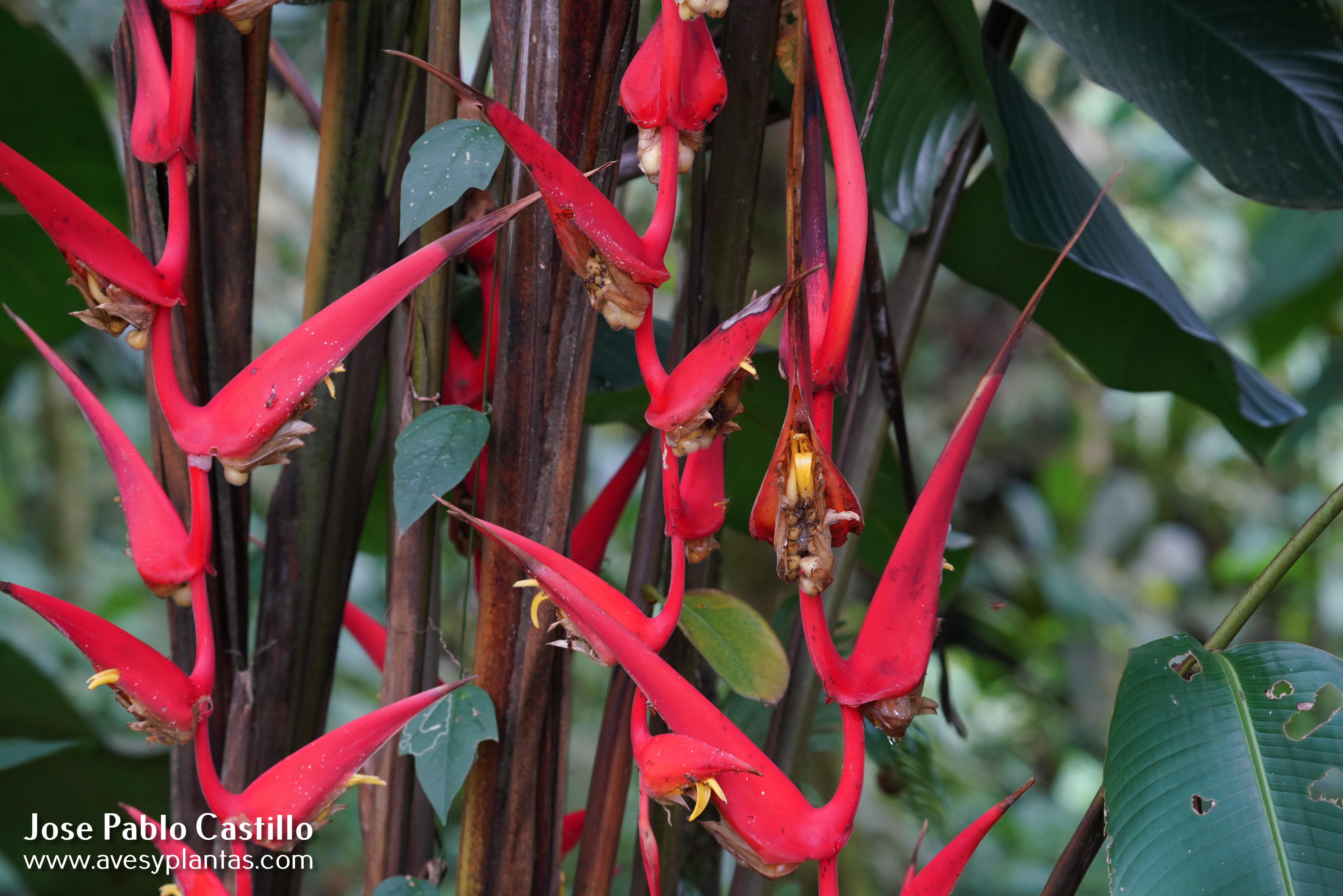 Heliconia trichocarpa – Aves y Plantas Costa Rica