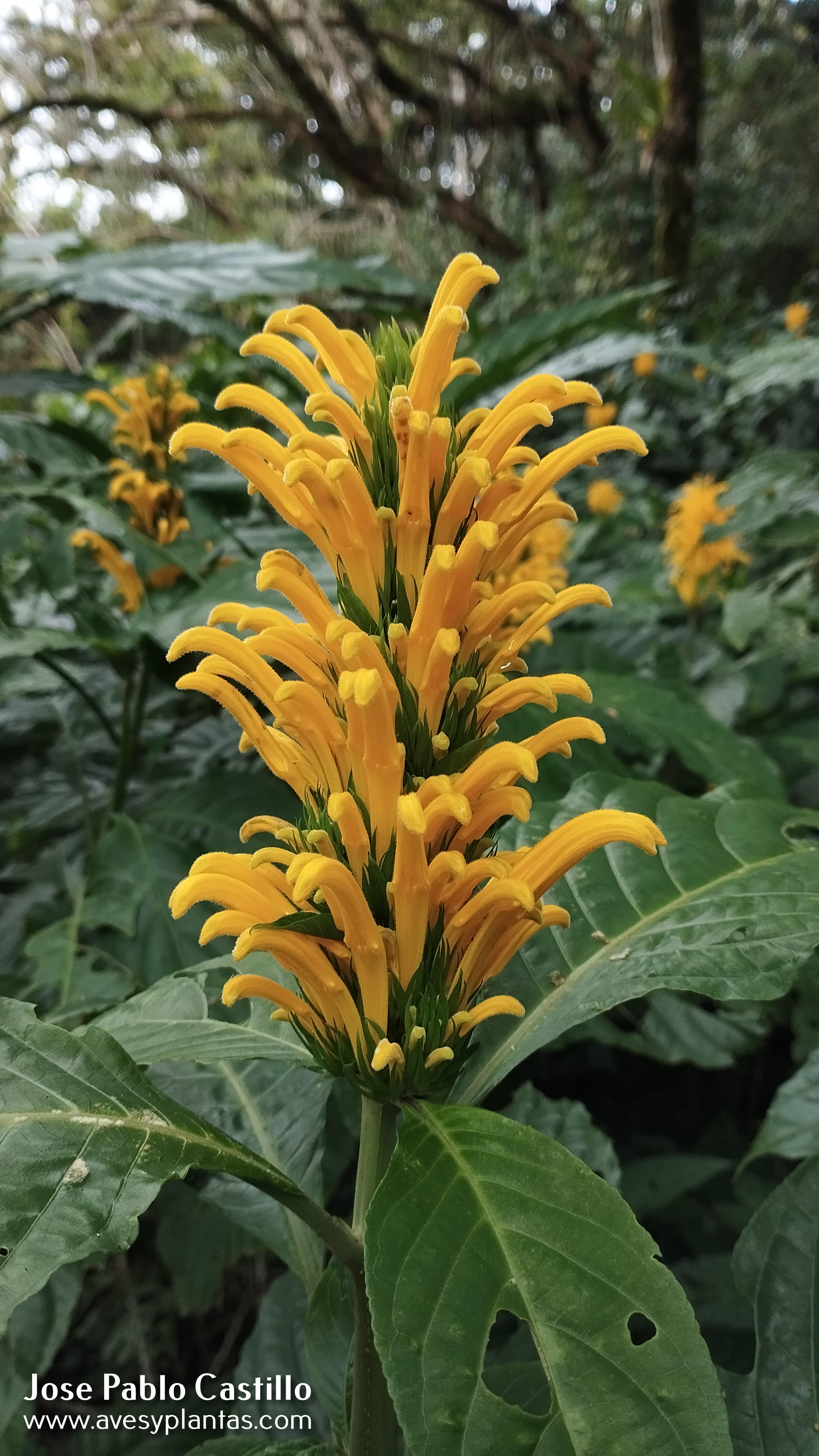 Justicia aurea – Aves y Plantas Costa Rica