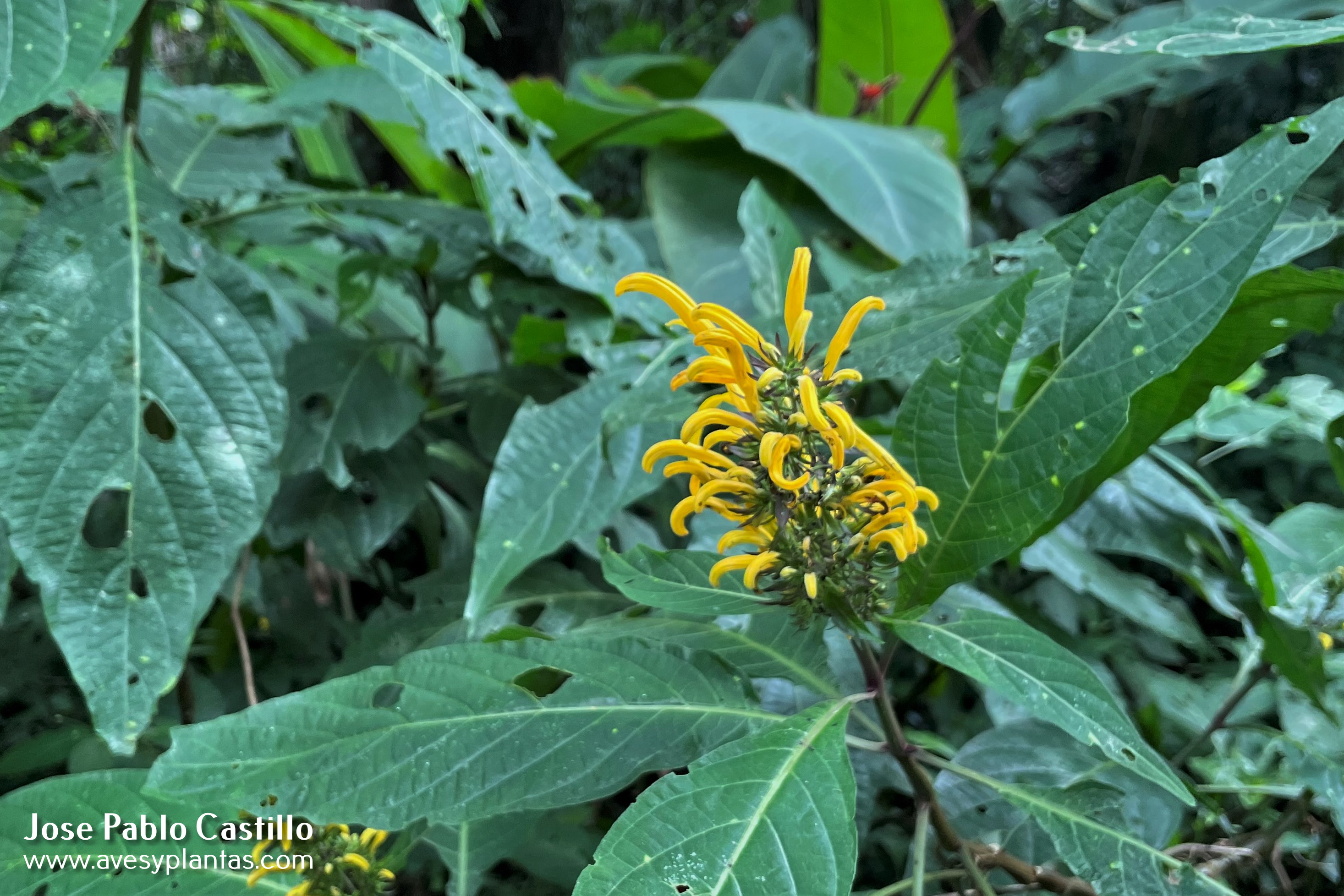 Justicia aurea – Aves y Plantas Costa Rica