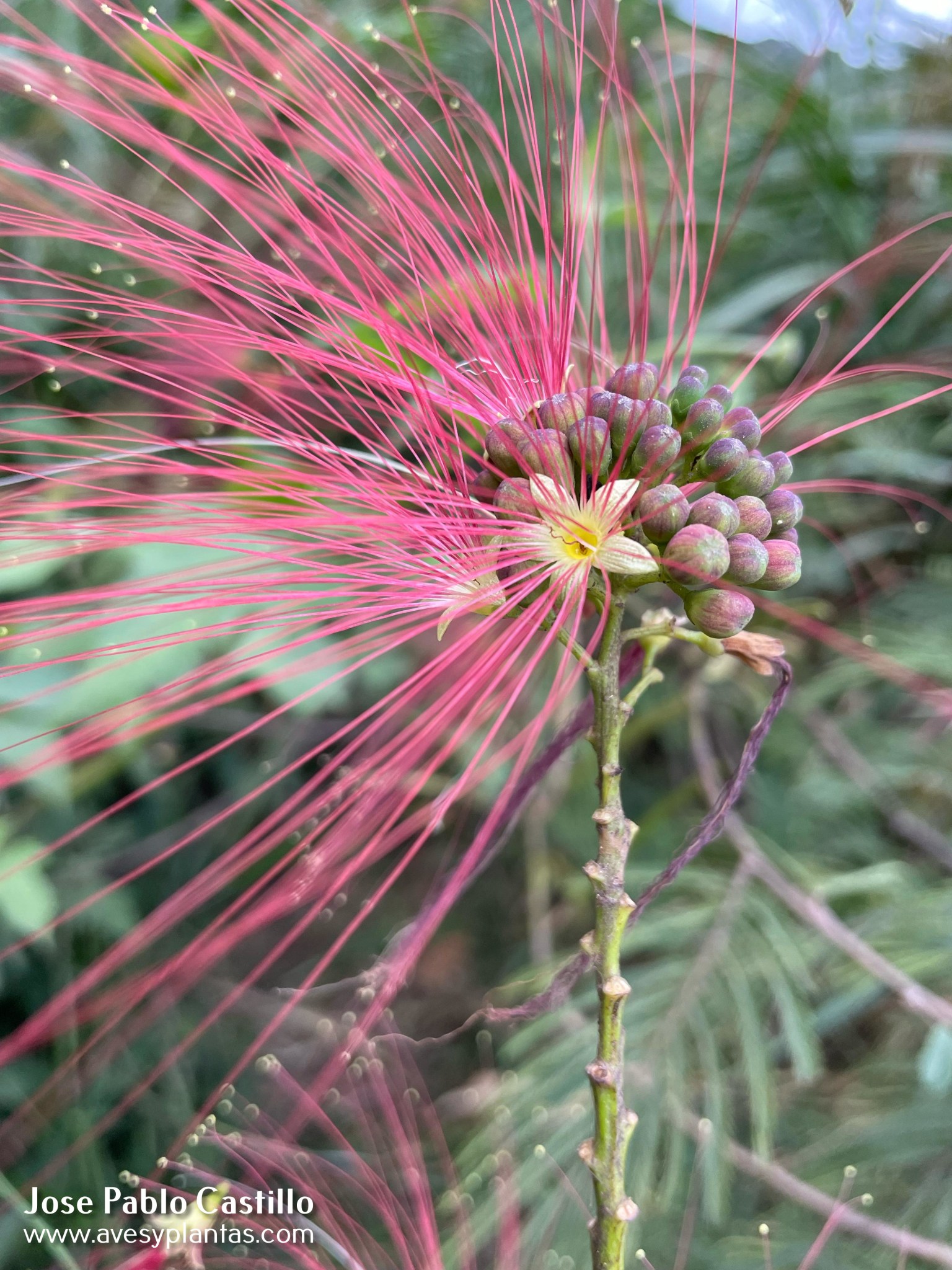 Calliandra houstoniana – Aves y Plantas Costa Rica