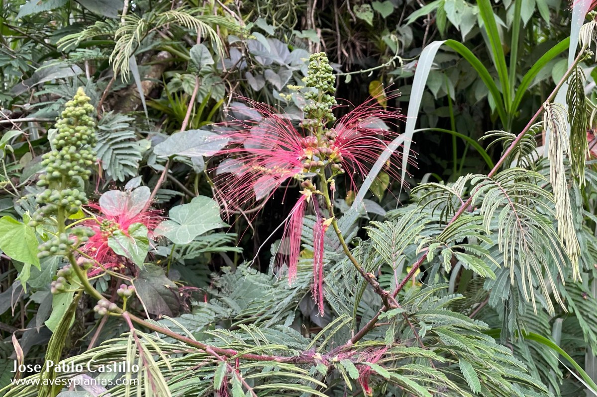 Calliandra Houstoniana