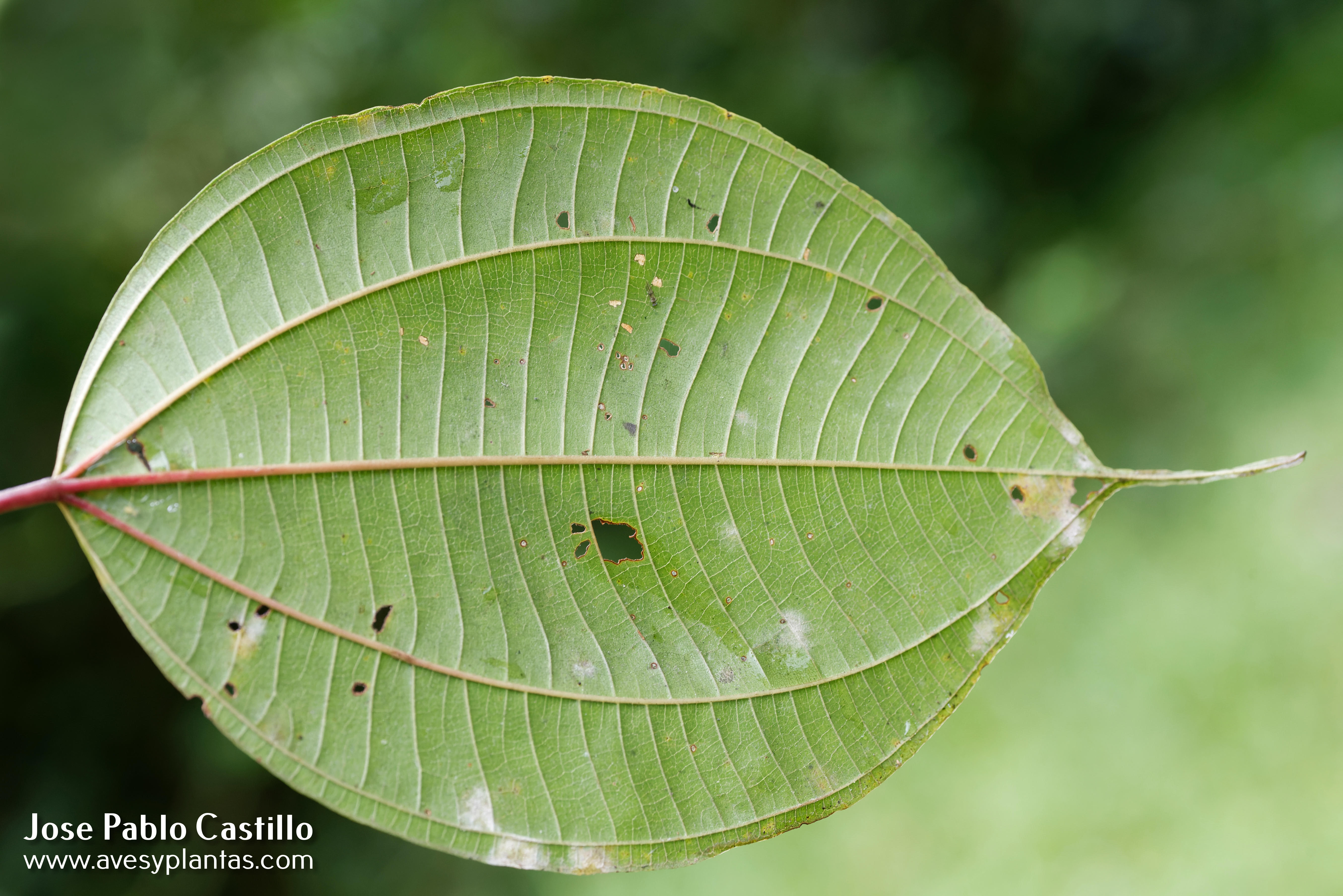 Miconia donaeana – Aves y Plantas Costa Rica