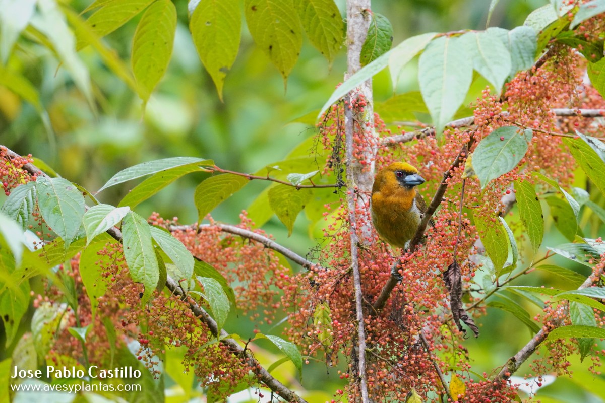 Perrottetia longistylis – Aves y Plantas Costa Rica