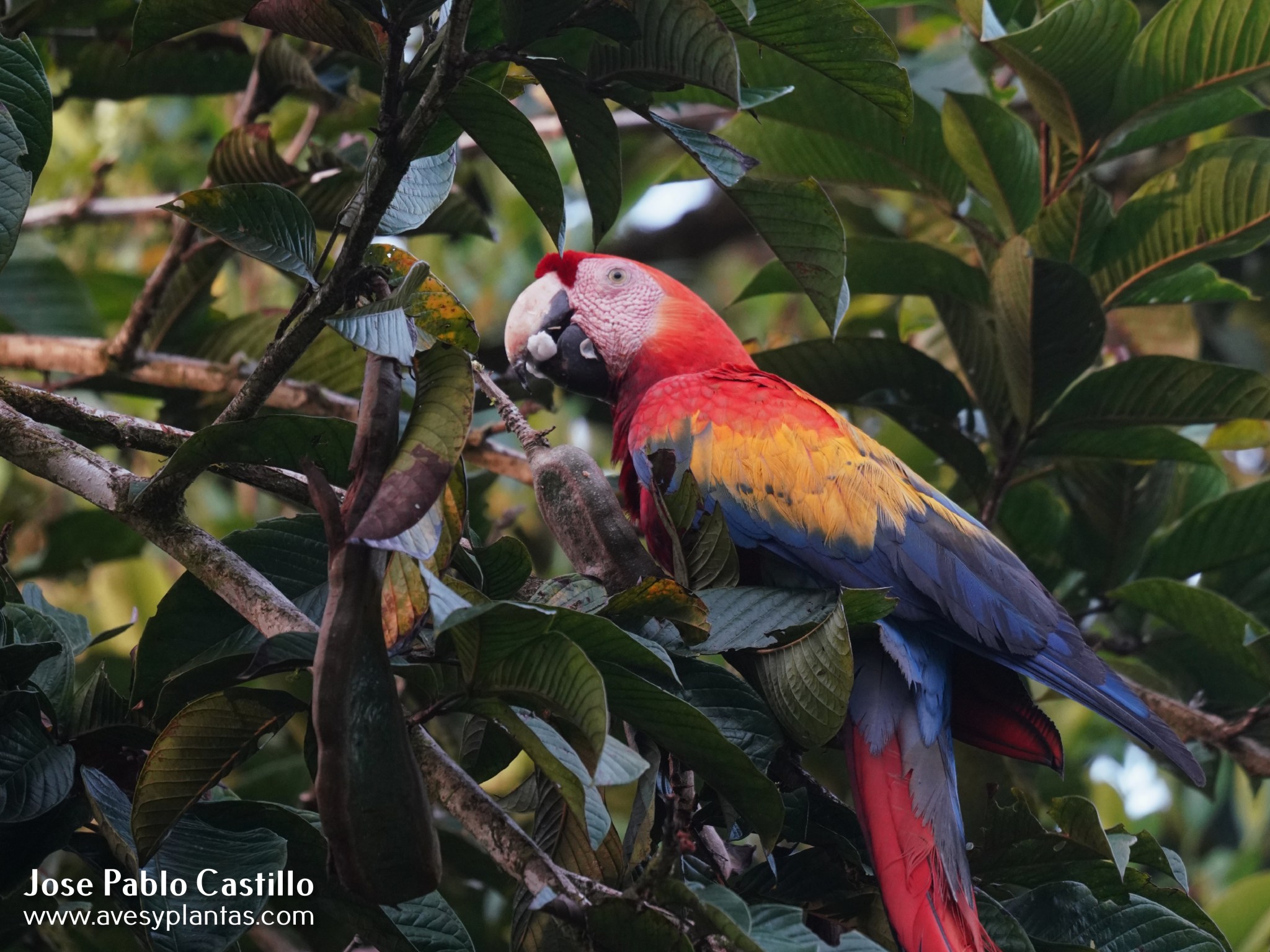 Guabas y Cuajiniquiles: Aliadas en la restauración – Aves y Plantas ...