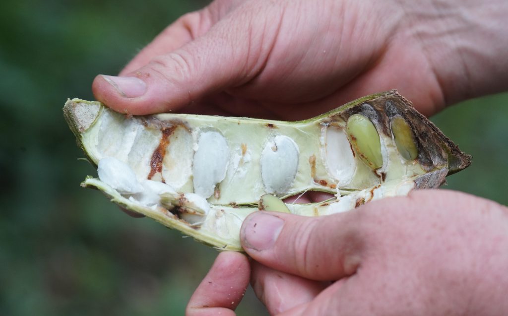 Guabas y Cuajiniquiles: Aliadas en la restauración – Aves y Plantas ...