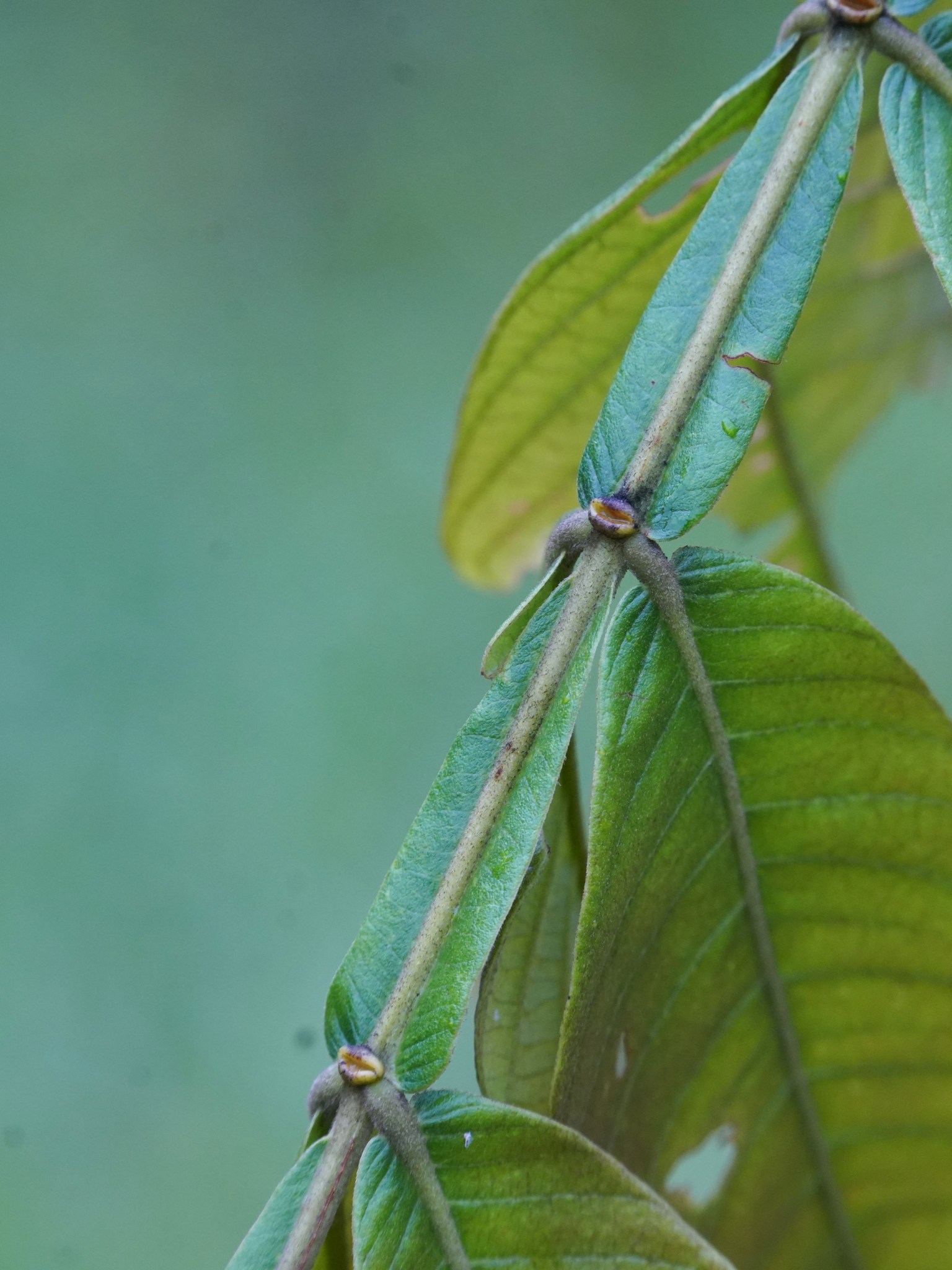 Guabas y Cuajiniquiles: Aliadas en la restauración – Aves y Plantas ...