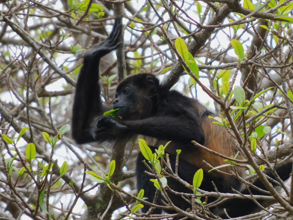 Ficus: Secretos e Interacciones en los Trópicos – Aves y Plantas Costa Rica