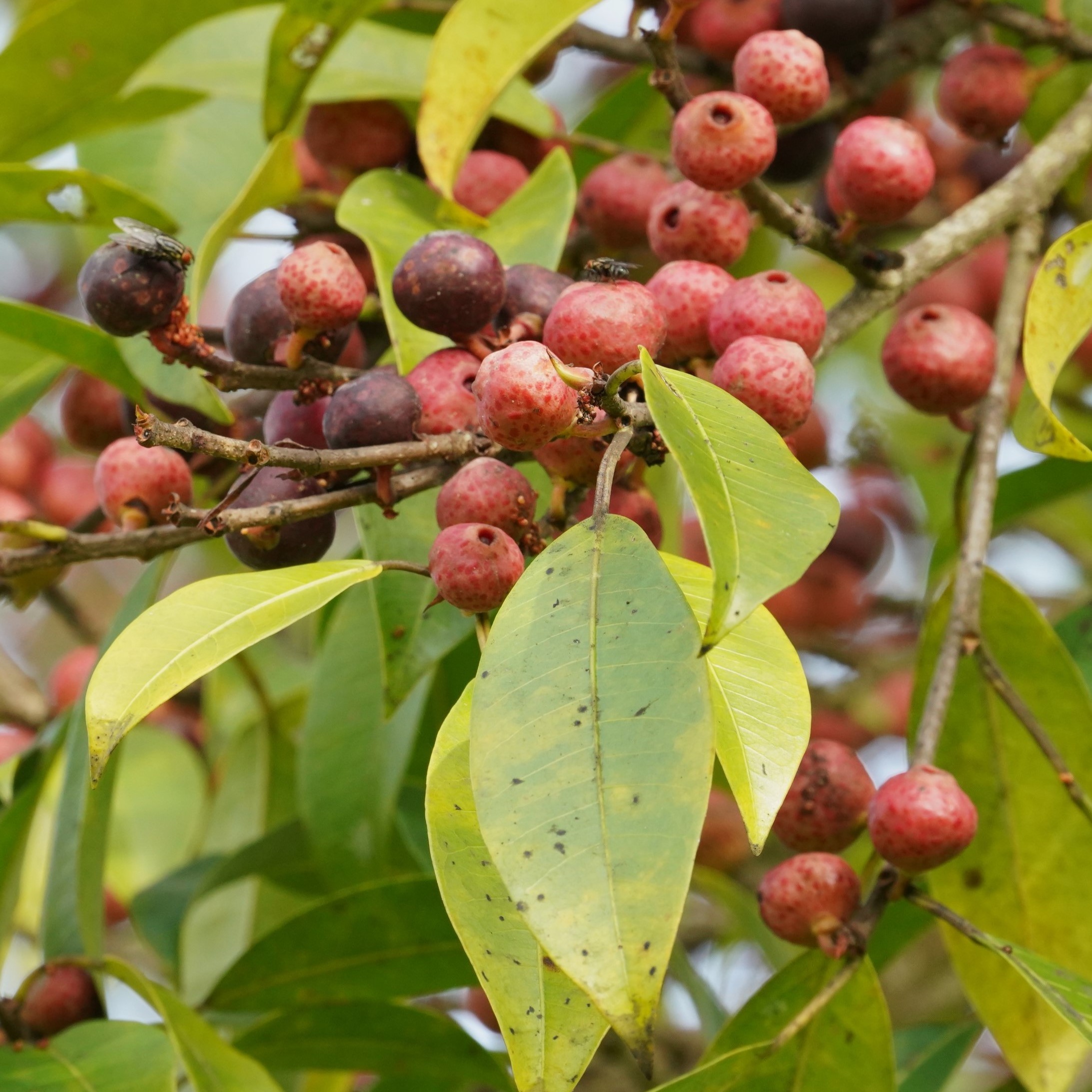 Ficus: Secretos e Interacciones en los Trópicos – Aves y Plantas Costa Rica