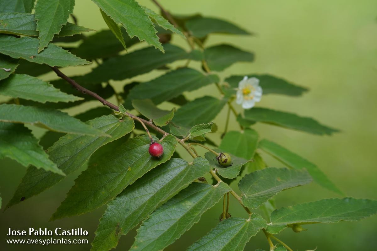 Muntingia calabura – Aves y Plantas Costa Rica