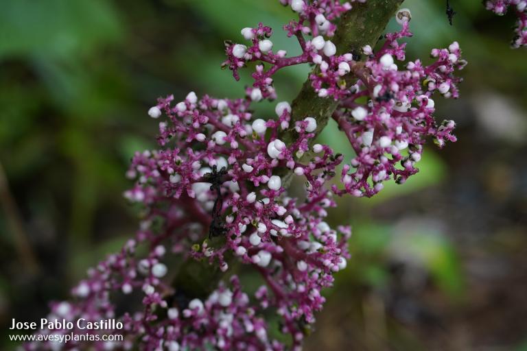 Urera baccifera – Aves y Plantas Costa Rica