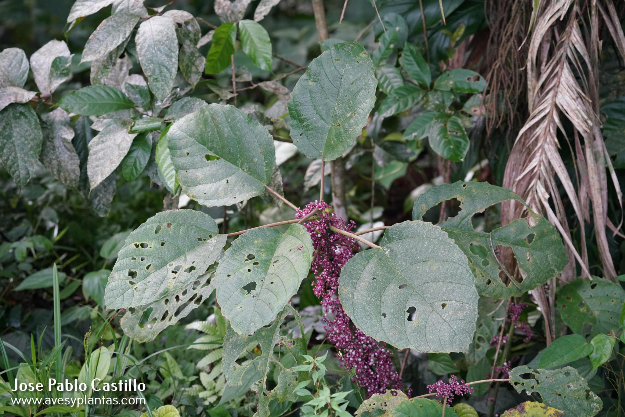 Urera baccifera – Aves y Plantas Costa Rica
