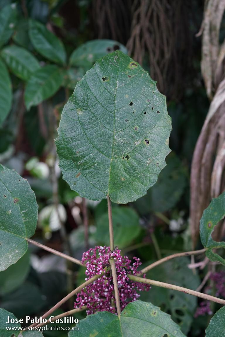 Urera baccifera – Aves y Plantas Costa Rica