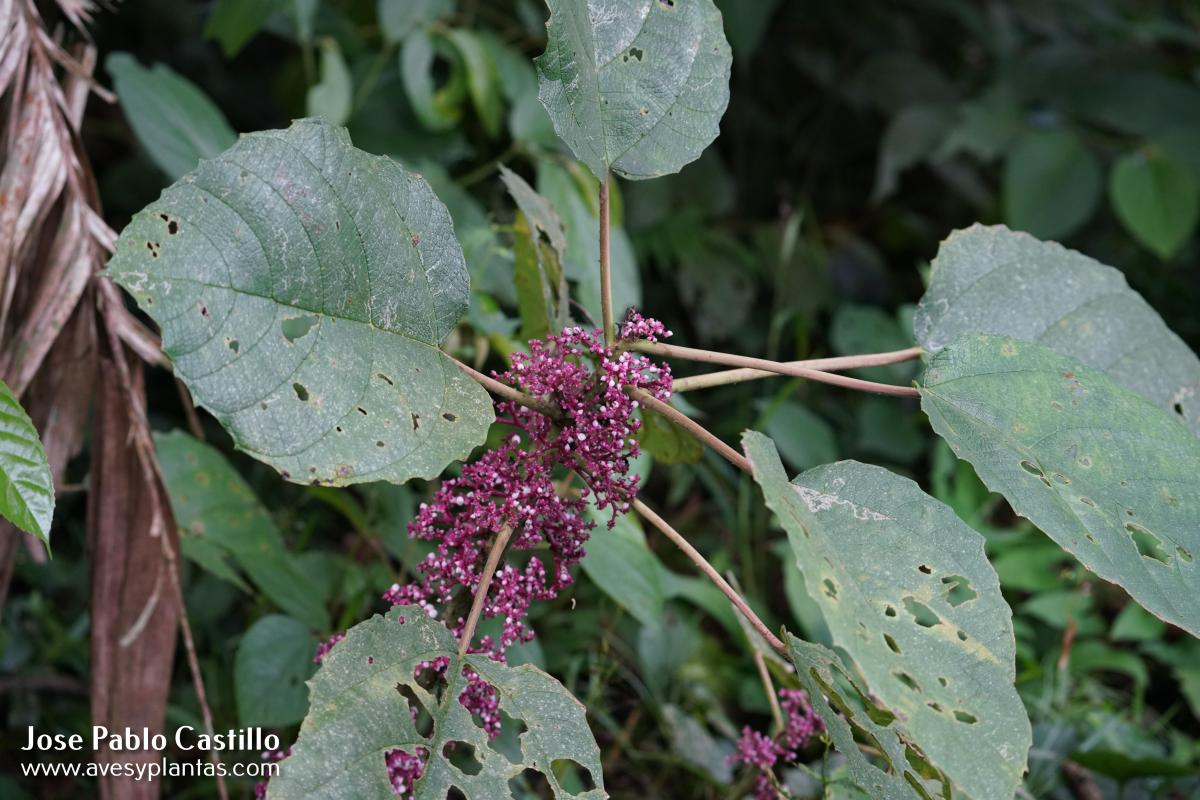 Urera baccifera – Aves y Plantas Costa Rica