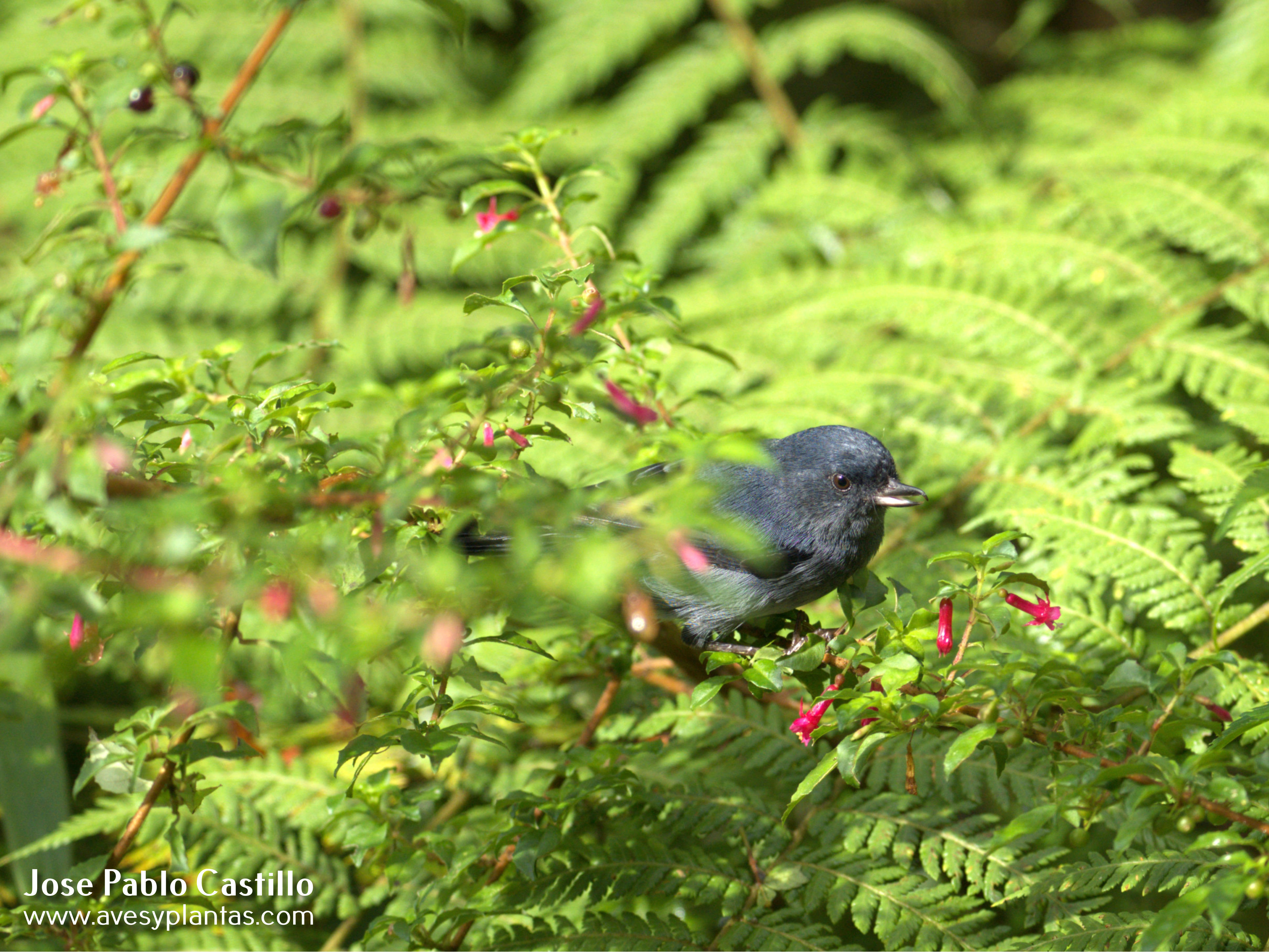 Fuchsia microphylla – Aves y Plantas Costa Rica