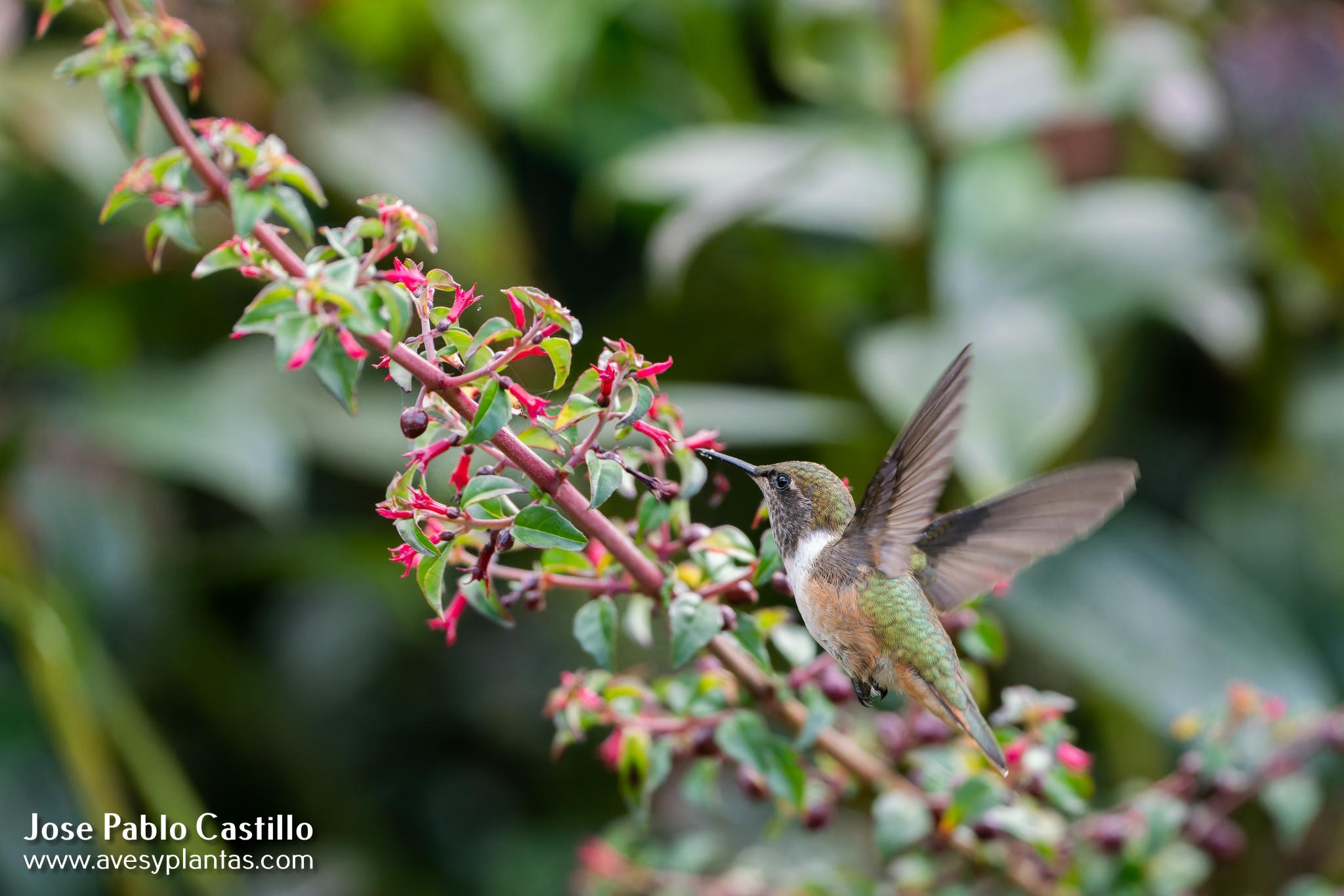 Fuchsia microphylla – Aves y Plantas Costa Rica