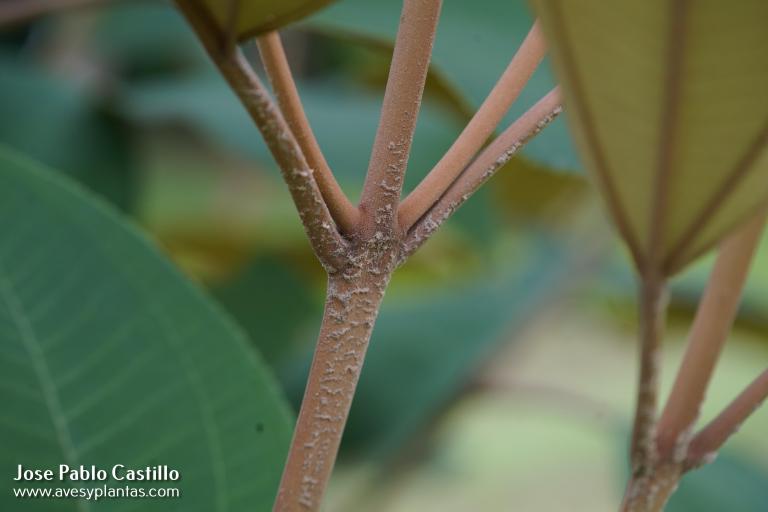 Miconia argentea – Aves y Plantas Costa Rica