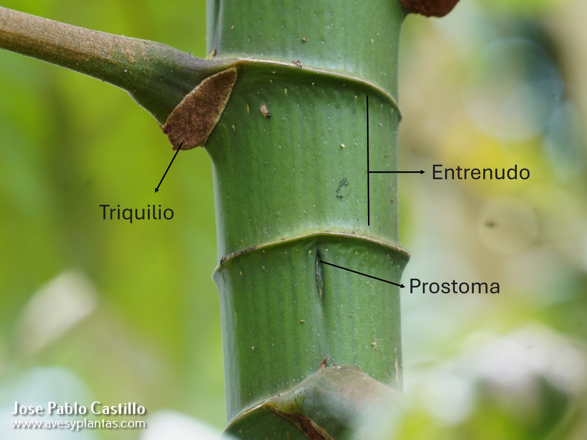 Cecropia: Fascinantes pioneros del Trópico. – Aves y Plantas Costa Rica