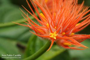 Gurania makoyana – Aves y Plantas Costa Rica