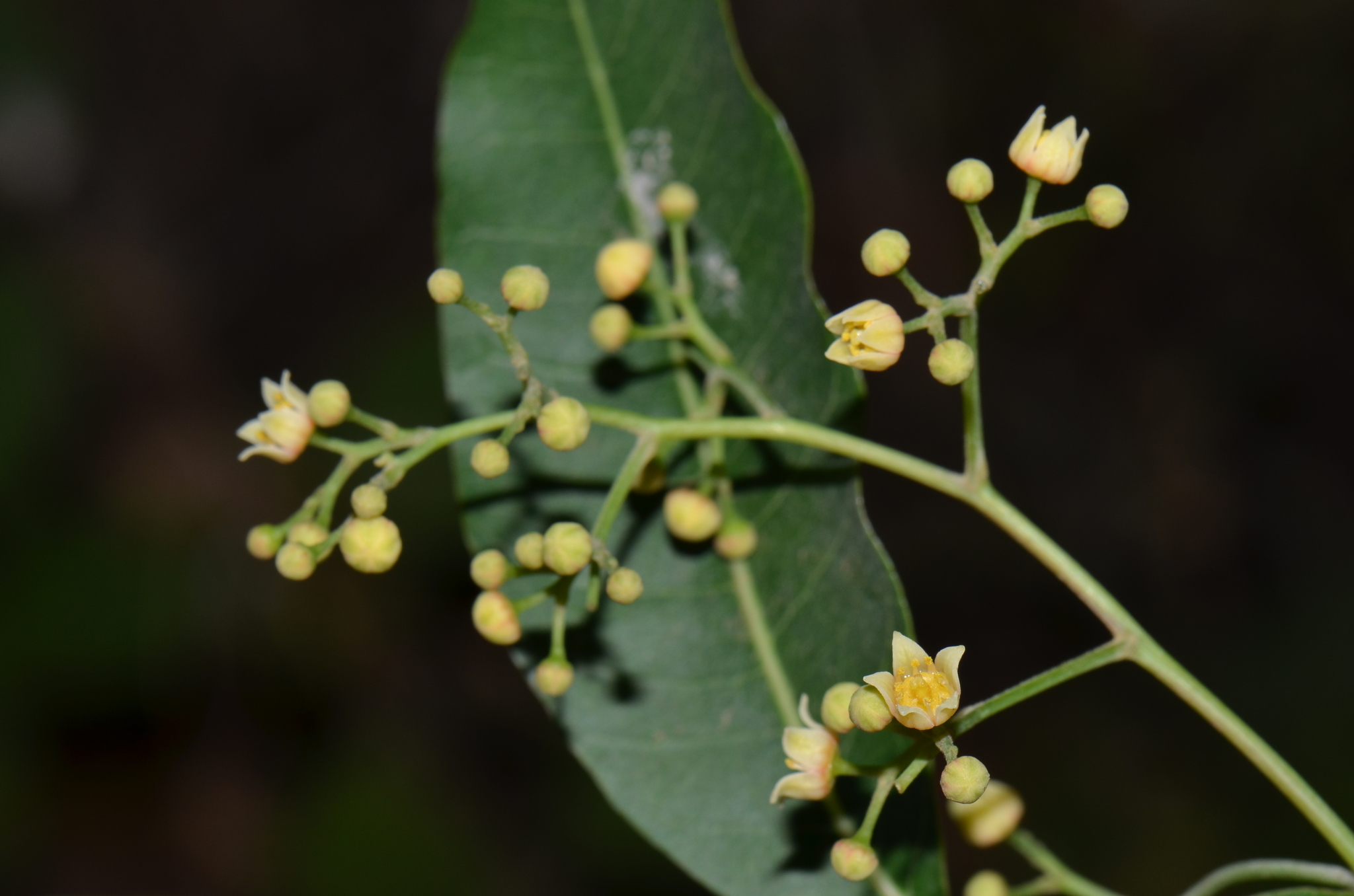 Mauria heterophylla – Aves y Plantas Costa Rica