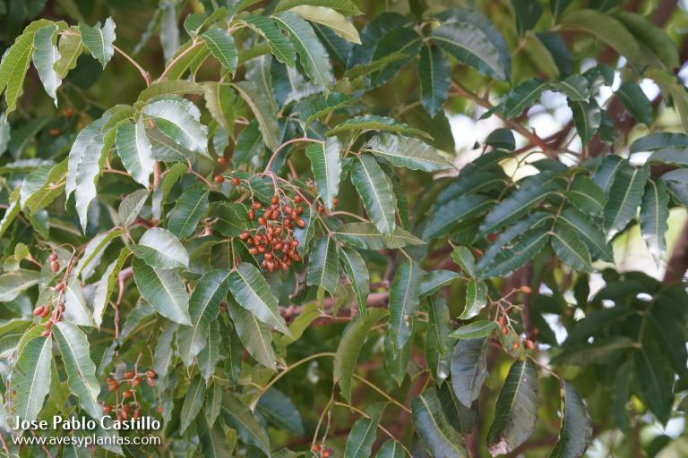 Mauria heterophylla – Aves y Plantas Costa Rica
