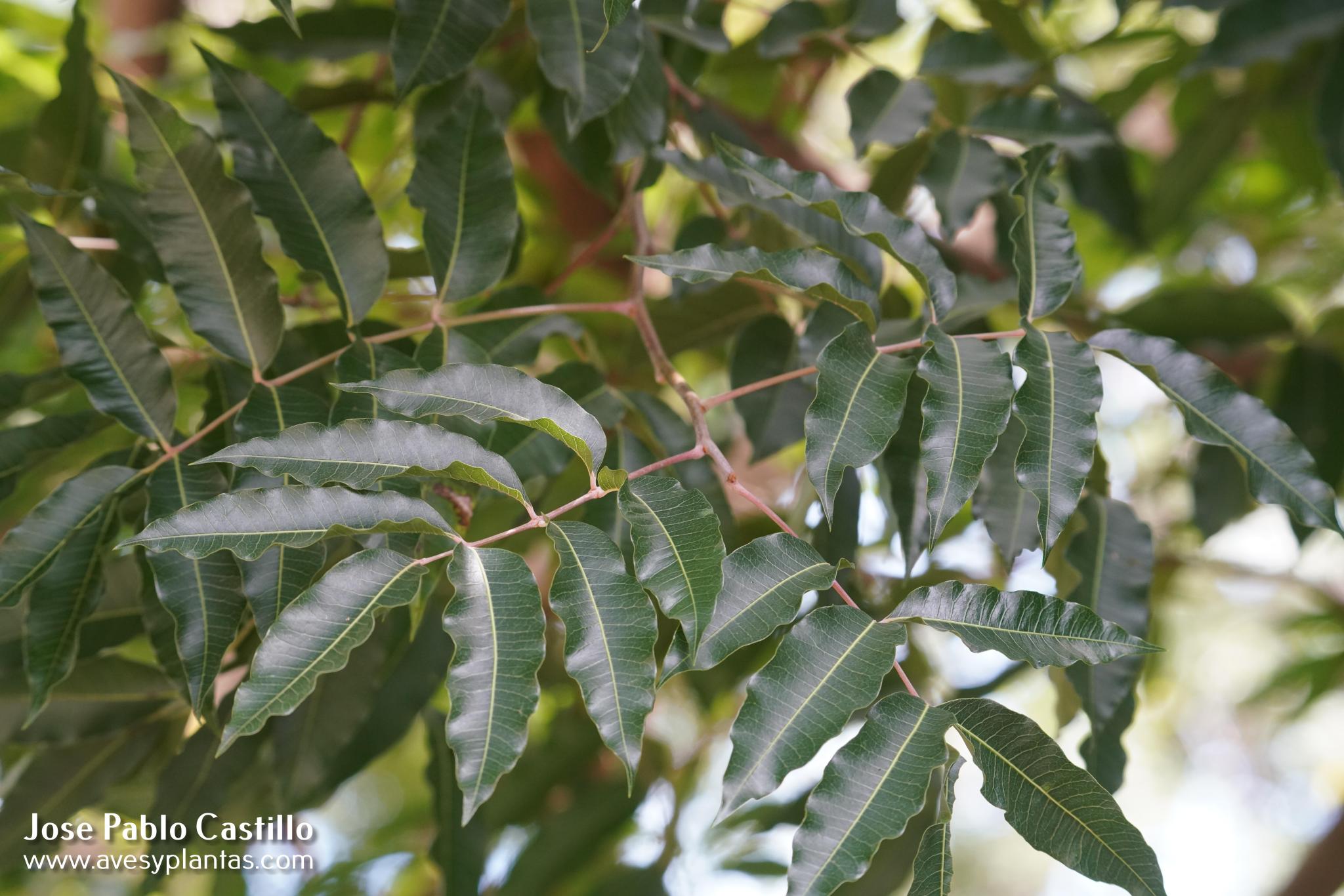 Mauria heterophylla – Aves y Plantas Costa Rica