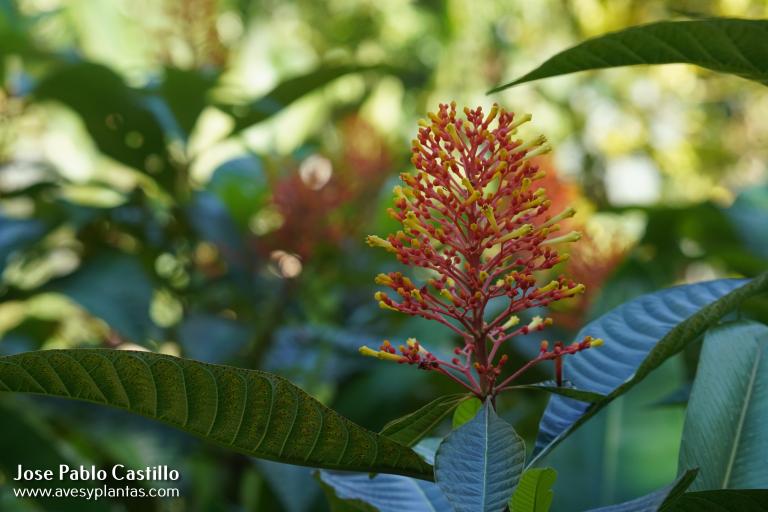 Isertia haenkeana – Aves y Plantas Costa Rica
